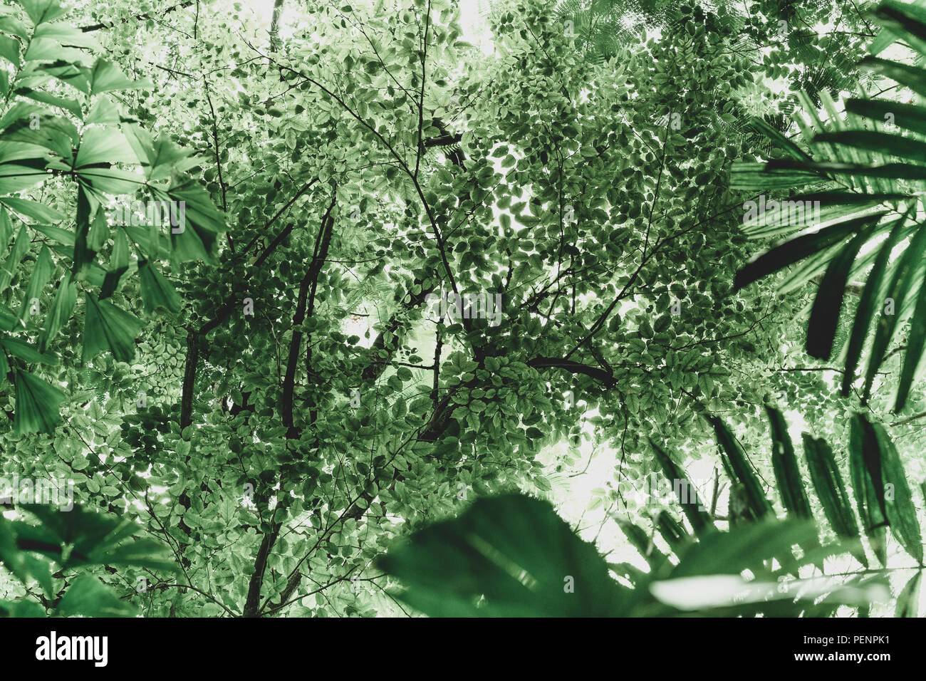 Background texture tree leaf in matte color with sunlight in forest ...