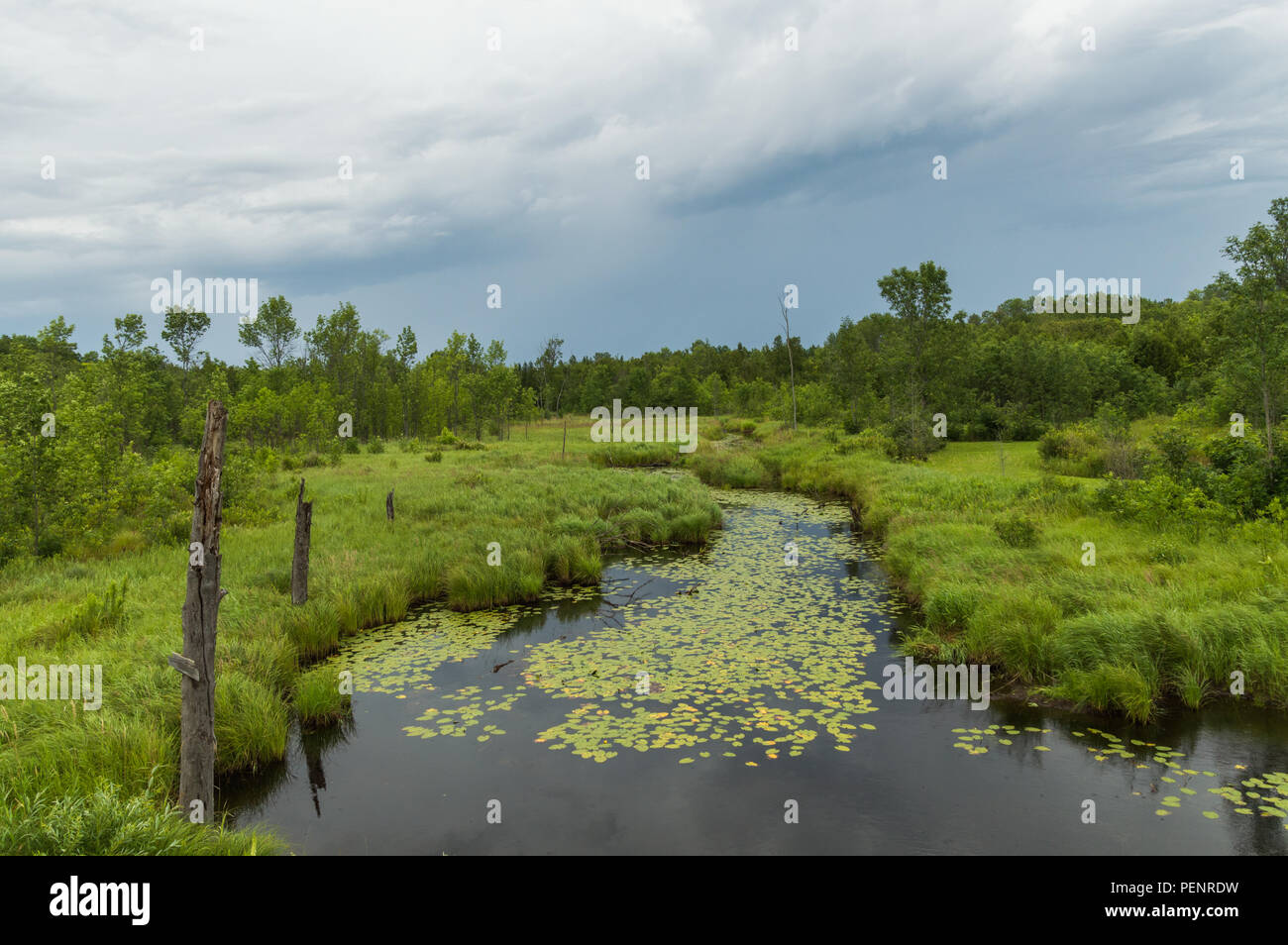 Lush landscape of swampy river with lily pads and dark sky Stock Photo ...