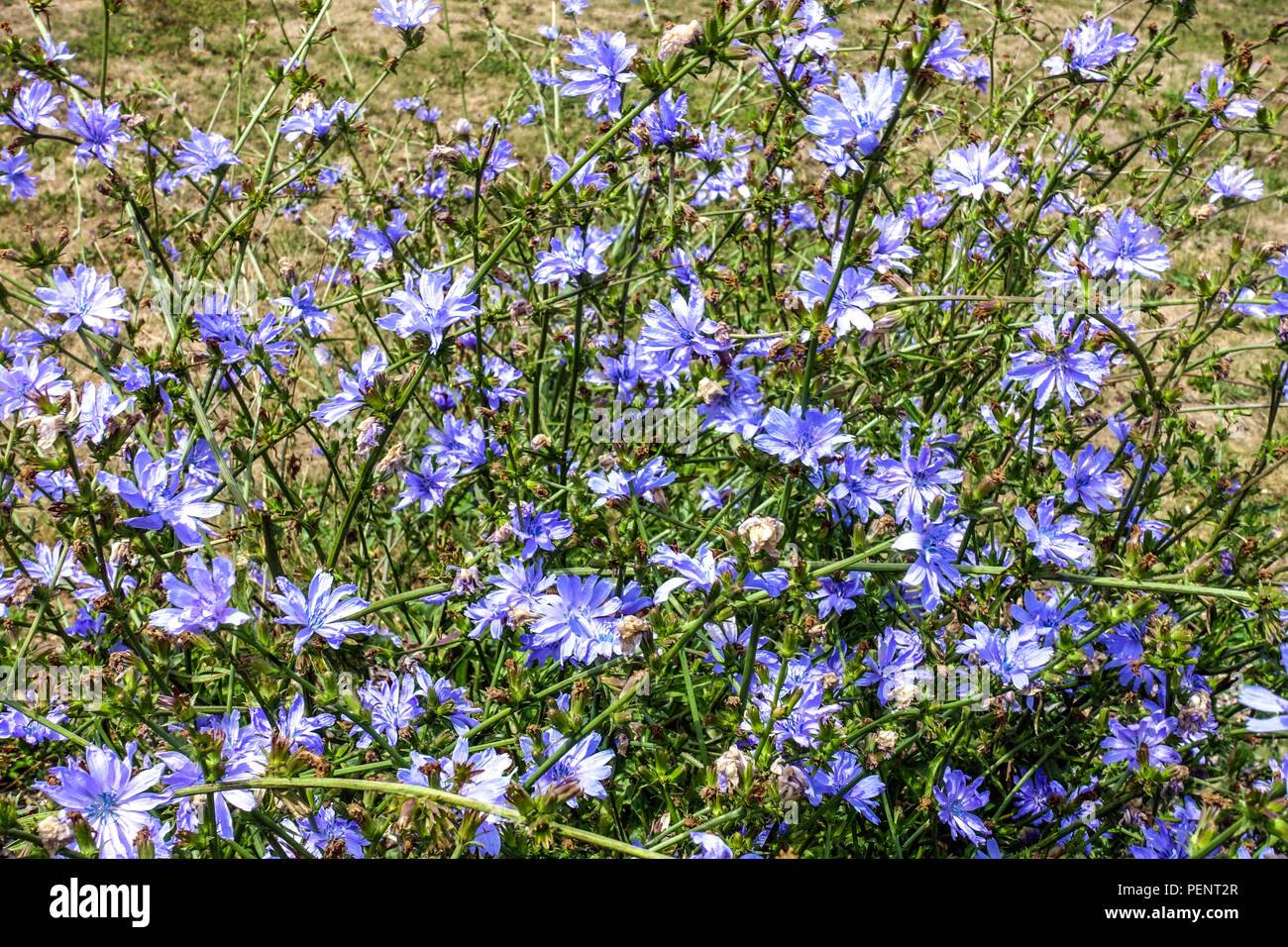Common chicory, Cichorium intybus perennial meadow Stock Photo - Alamy