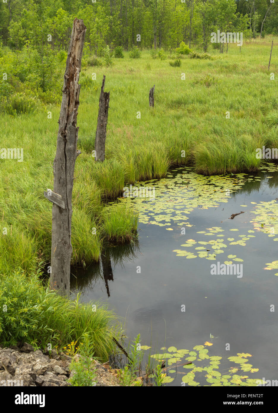 Lush landscape of swampy river with lily pads Stock Photo - Alamy
