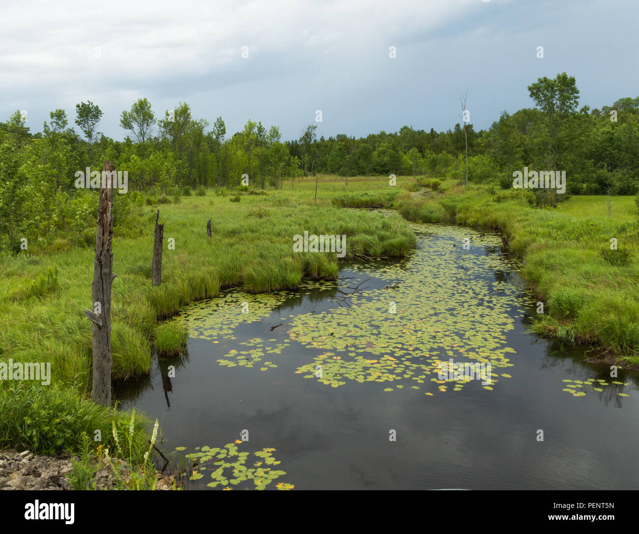 Lush landscape of swampy river with lily pads and dark sky Stock Photo ...