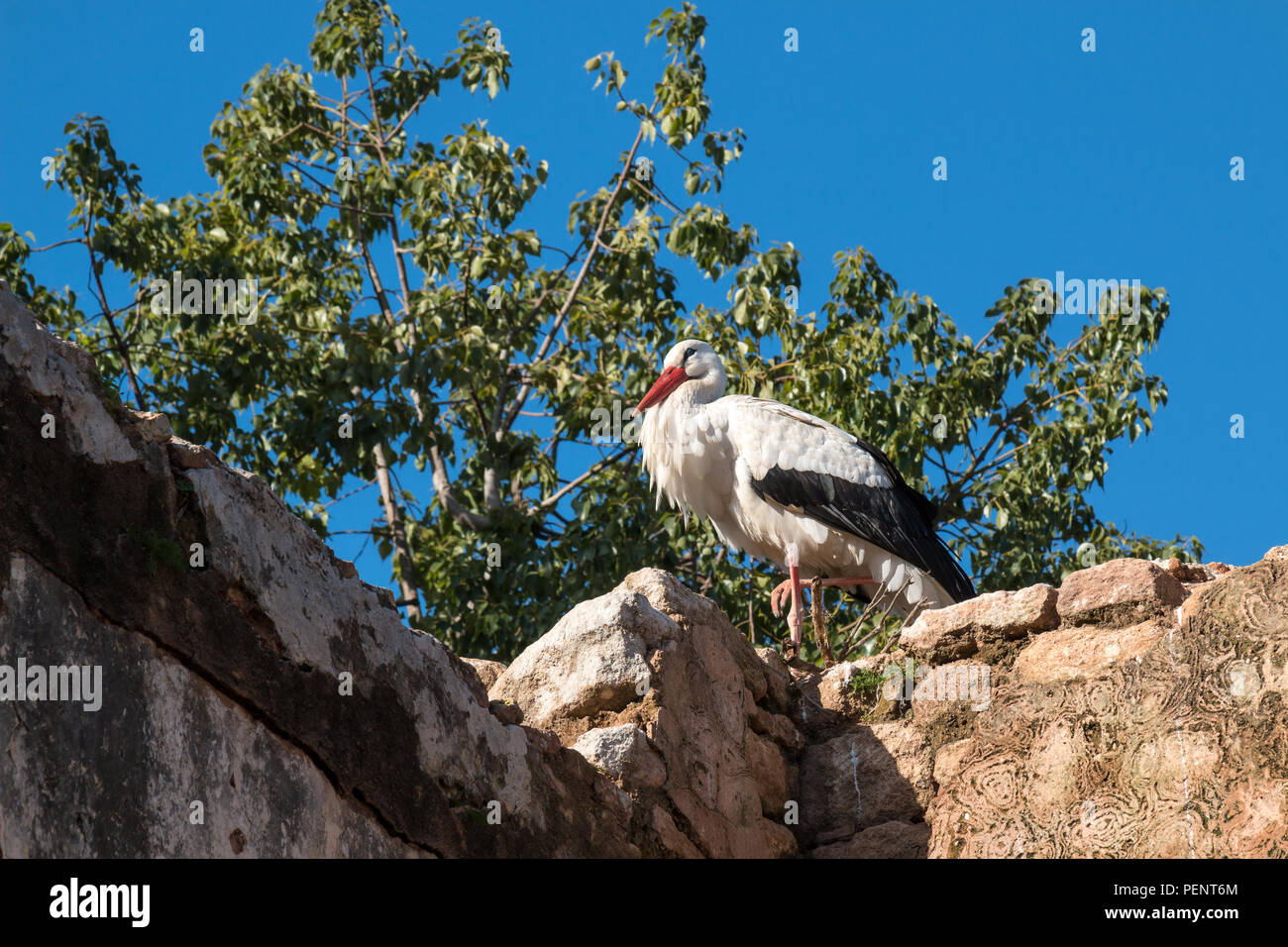 Inner corner of an old stone building. Stork standing on the edge of ...