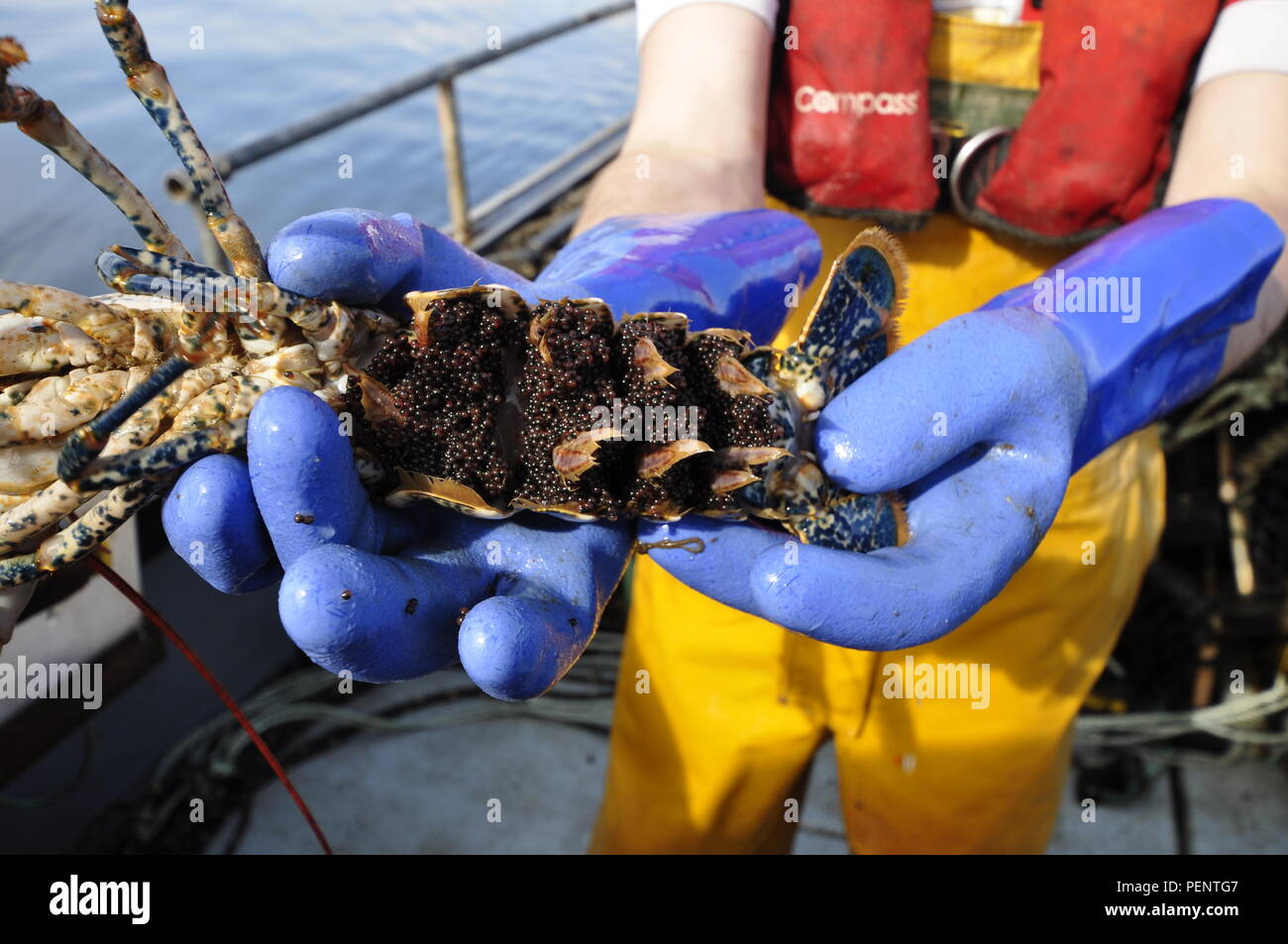 Berried lobster hi-res stock photography and images - Alamy