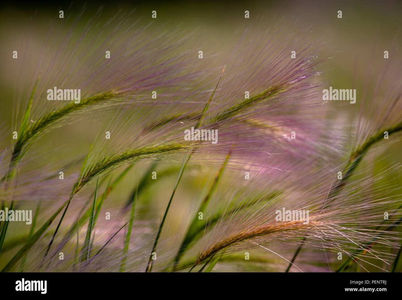 Purple feather grass hi-res stock photography and images - Alamy