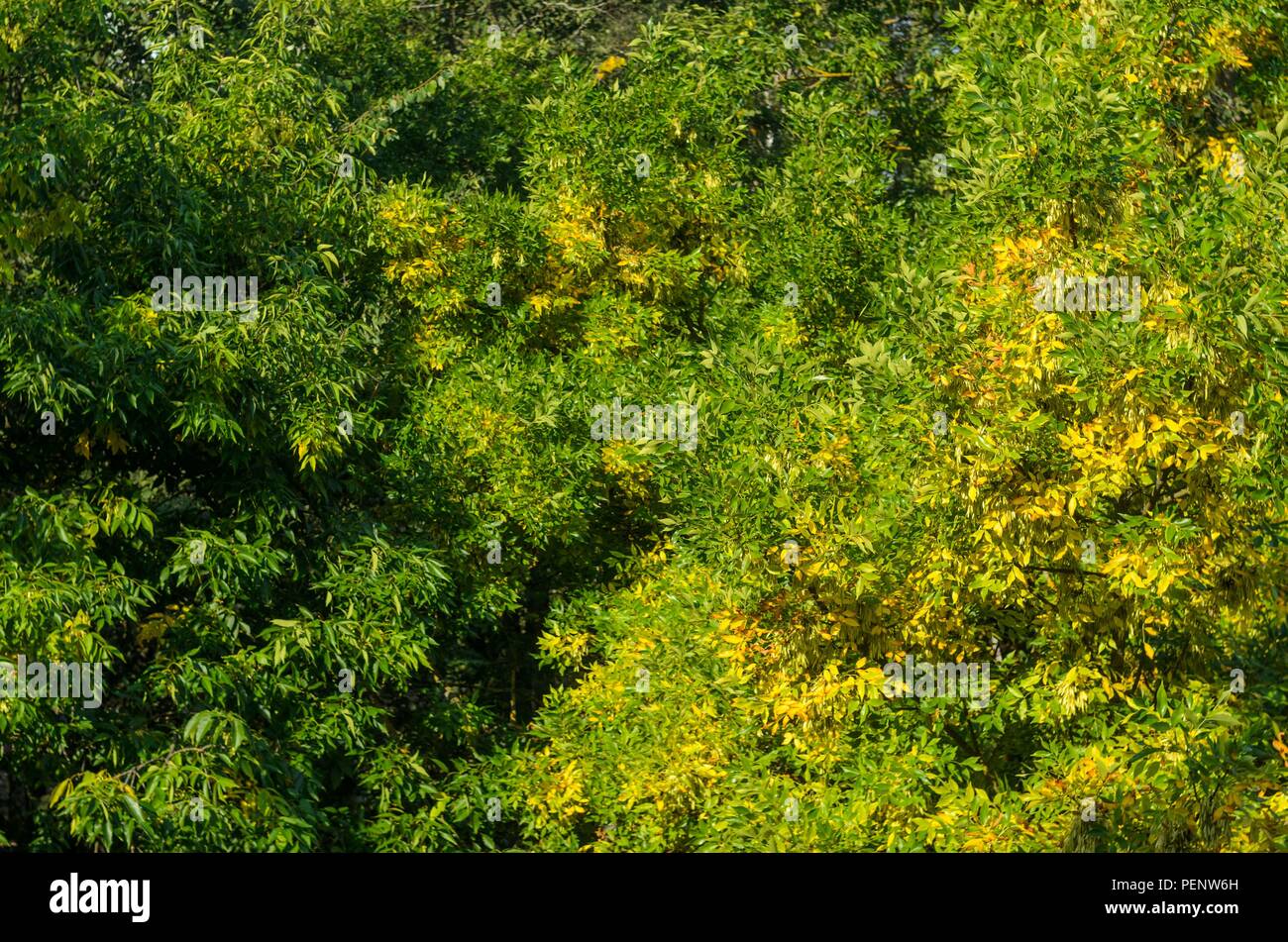 Crown of Deciduous Forest in Autumn. Forest in Autumn Colors View from ...