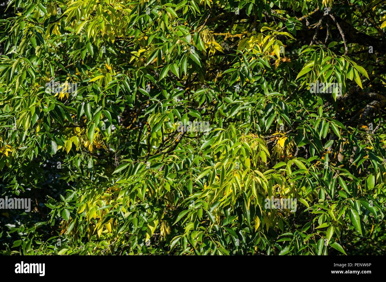 Crown of Deciduous Forest in Autumn. Forest in Autumn Colors View from ...