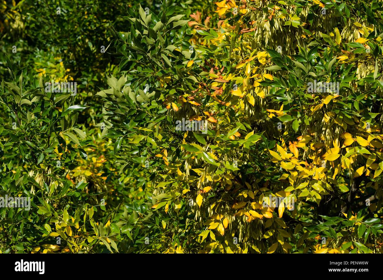 Crown of Deciduous Forest in Autumn. Forest in Autumn Colors View from ...