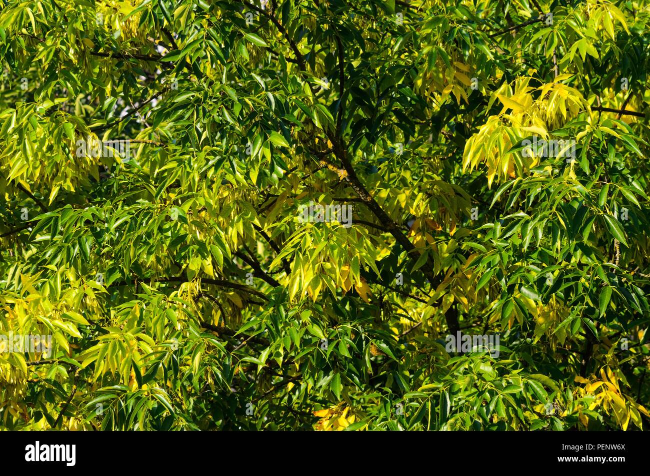 Crown of Deciduous Forest in Autumn. Forest in Autumn Colors View from ...