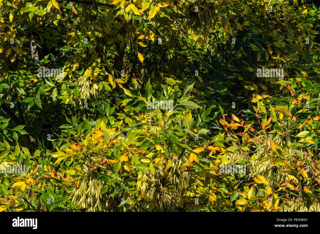 Crown of Deciduous Forest in Autumn. Forest in Autumn Colors View from ...