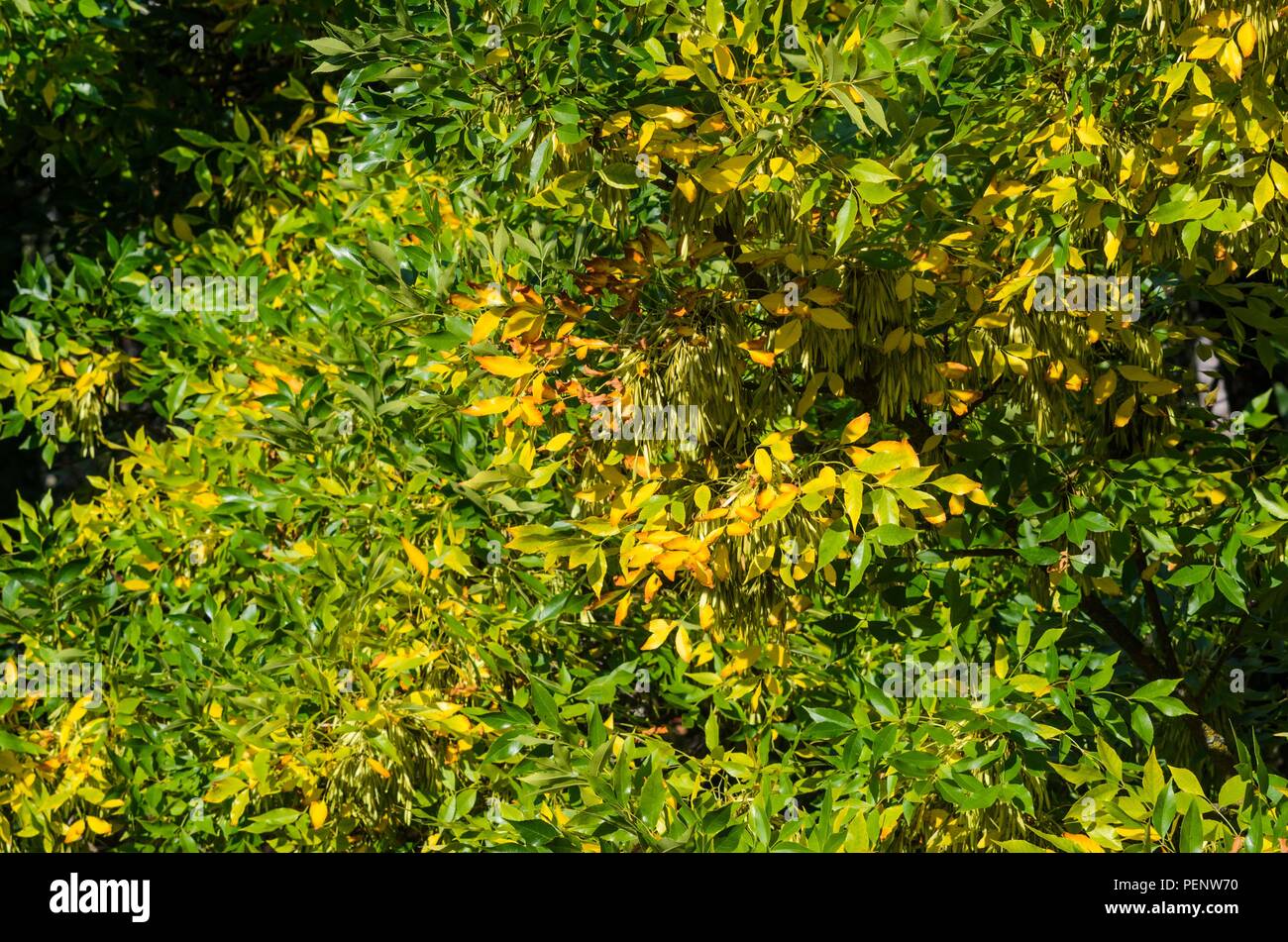 Crown of Deciduous Forest in Autumn. Forest in Autumn Colors View from ...
