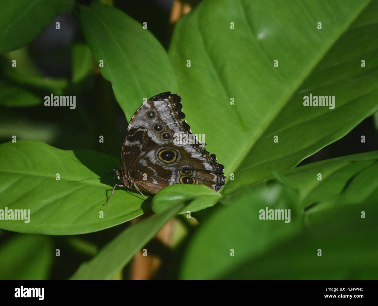 Fantastic owl butterfly with eyespots on his wings Stock Photo - Alamy