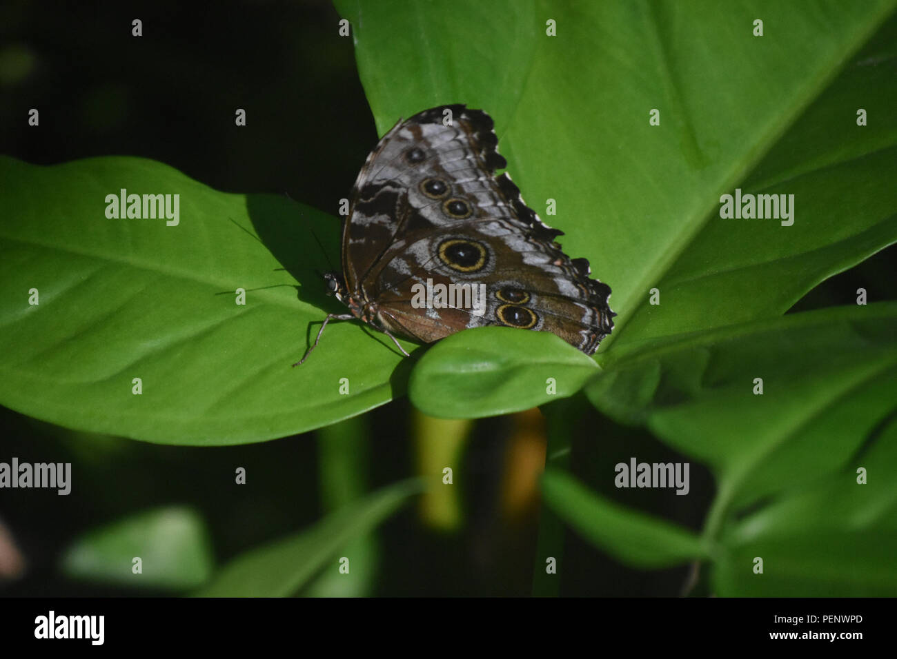 Blue morpho butterfly with distinctive markings Stock Photo - Alamy