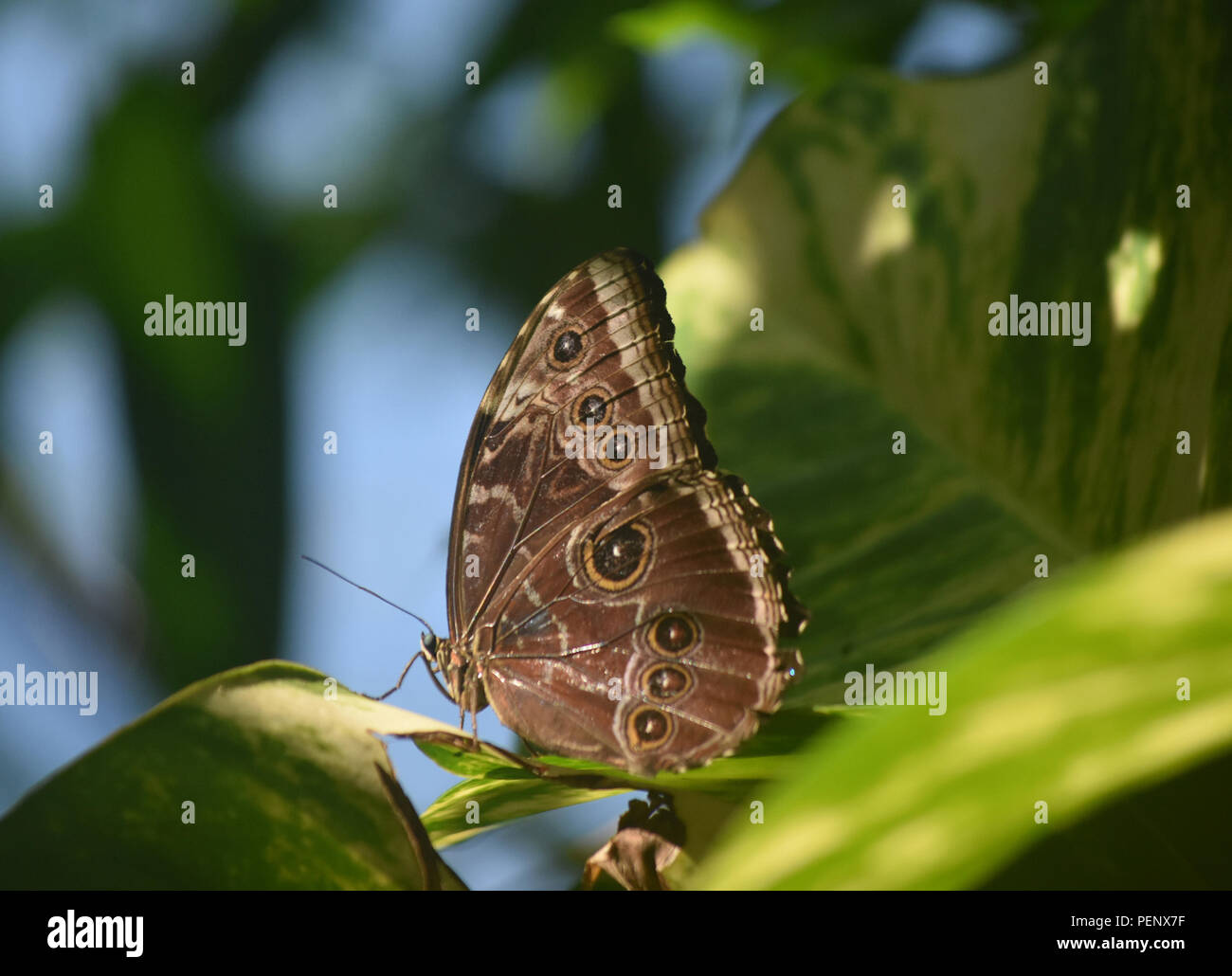 Eyespots on the wings of a brilliant owl butterfly Stock Photo - Alamy