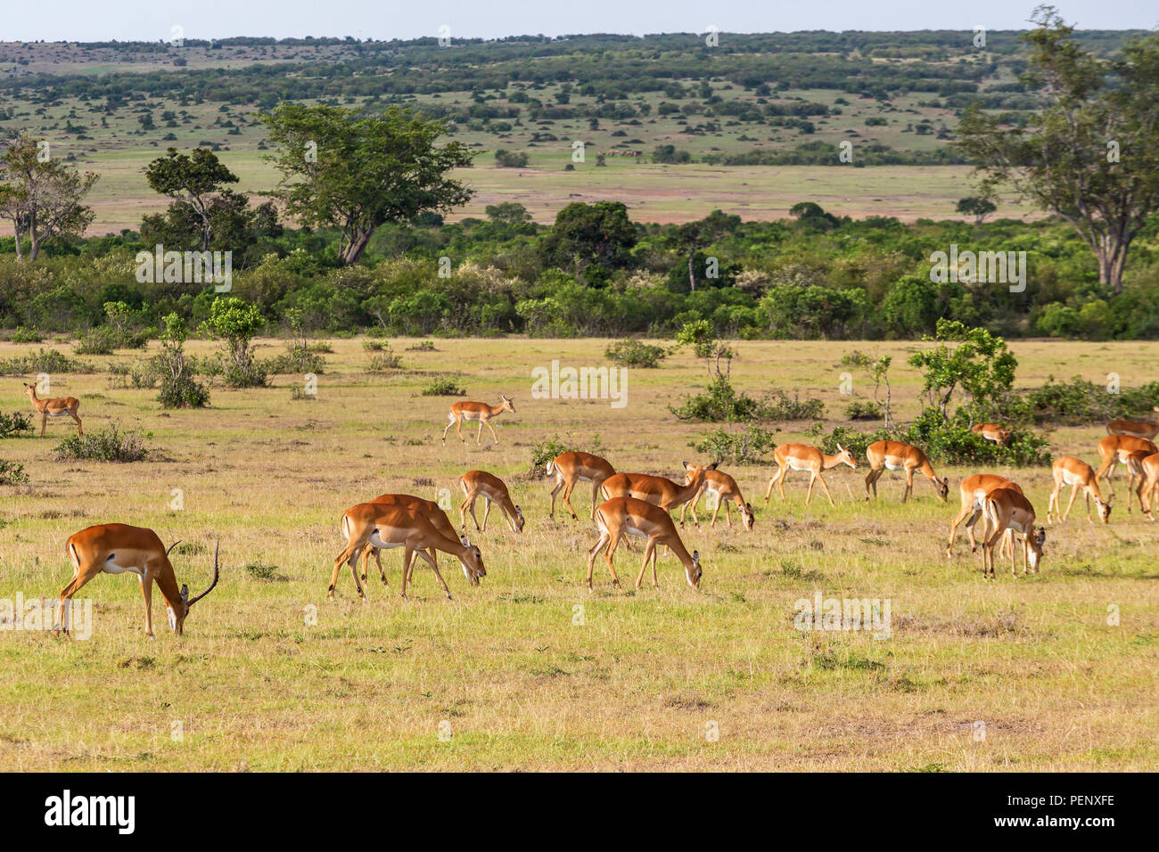Herd of Impala antelope grazing on the savannah Stock Photo - Alamy