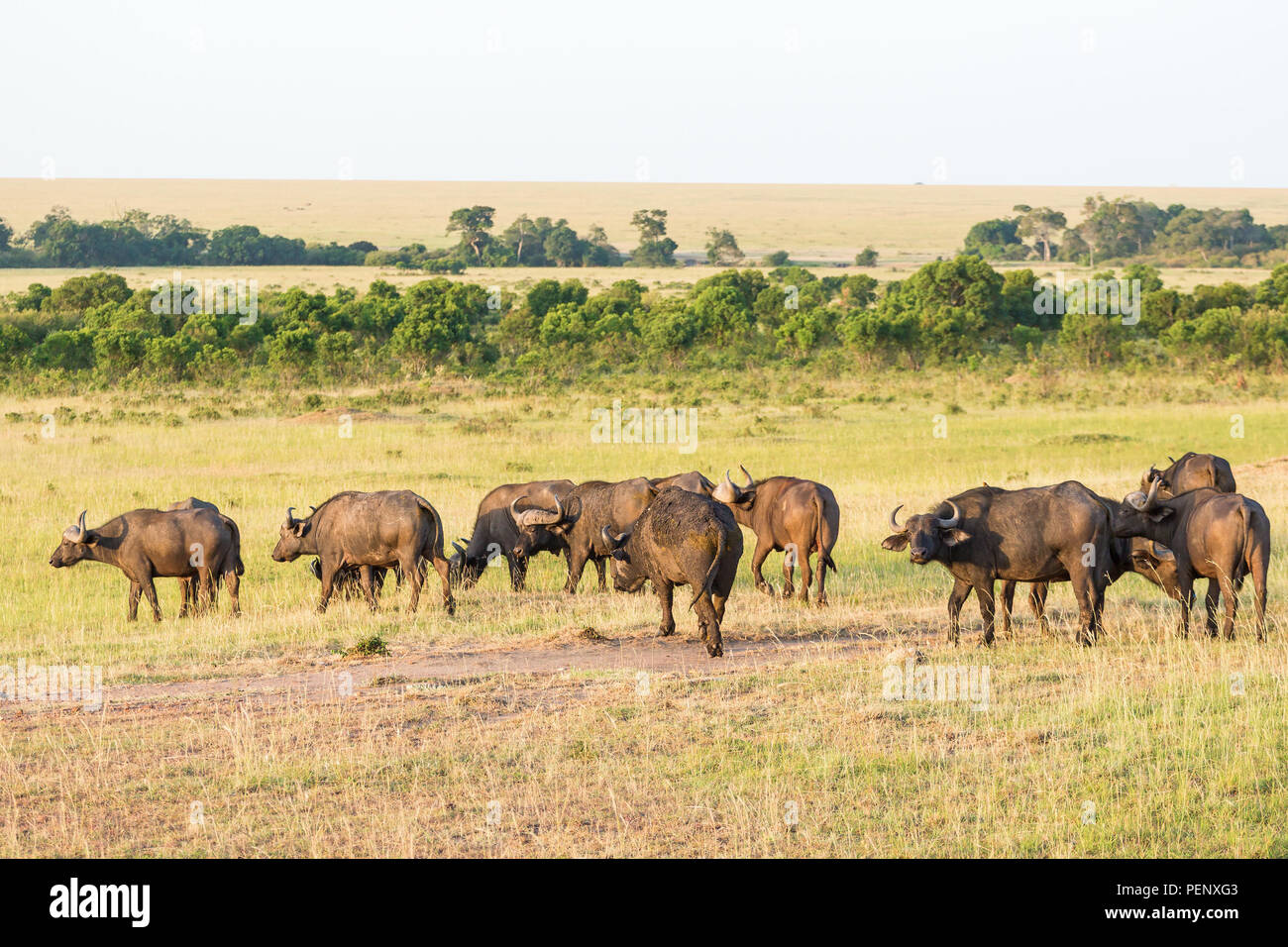 Heard of buffalo hi-res stock photography and images - Alamy
