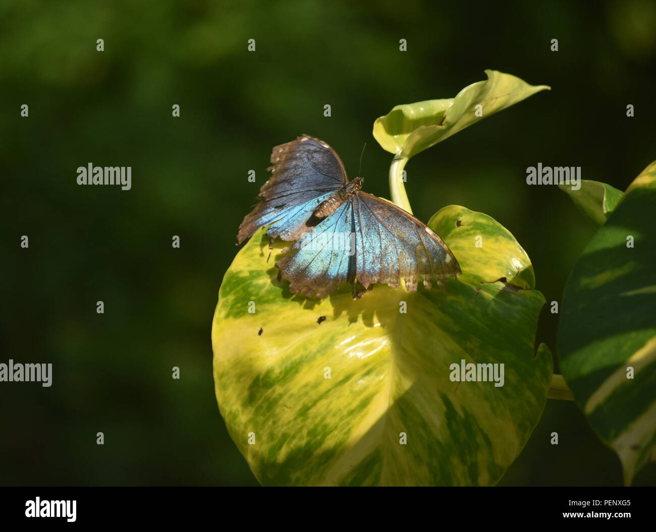 Expanded wings on a blue morpho butterfly Stock Photo - Alamy