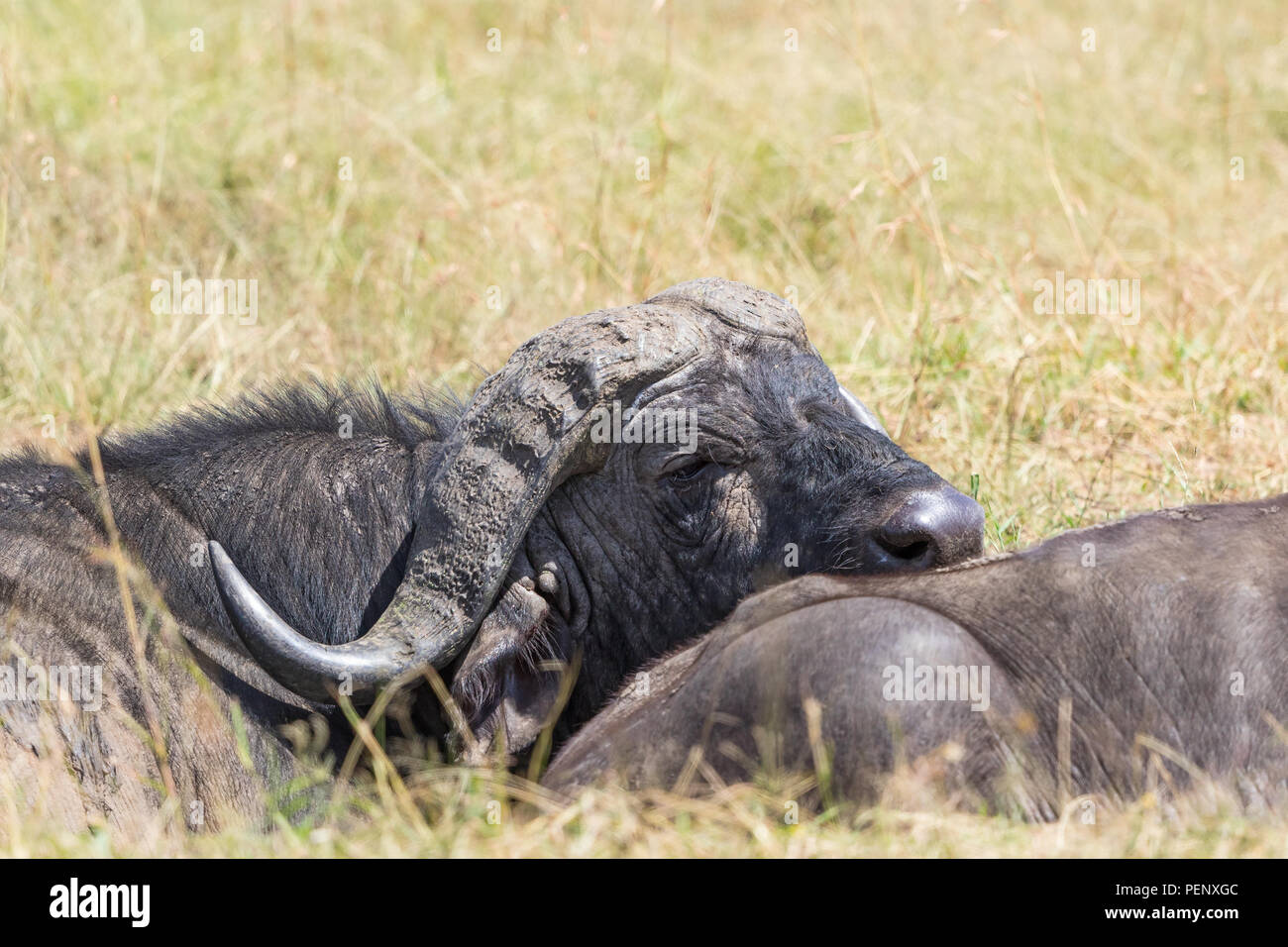 African buffalo lying down and resting Stock Photo - Alamy