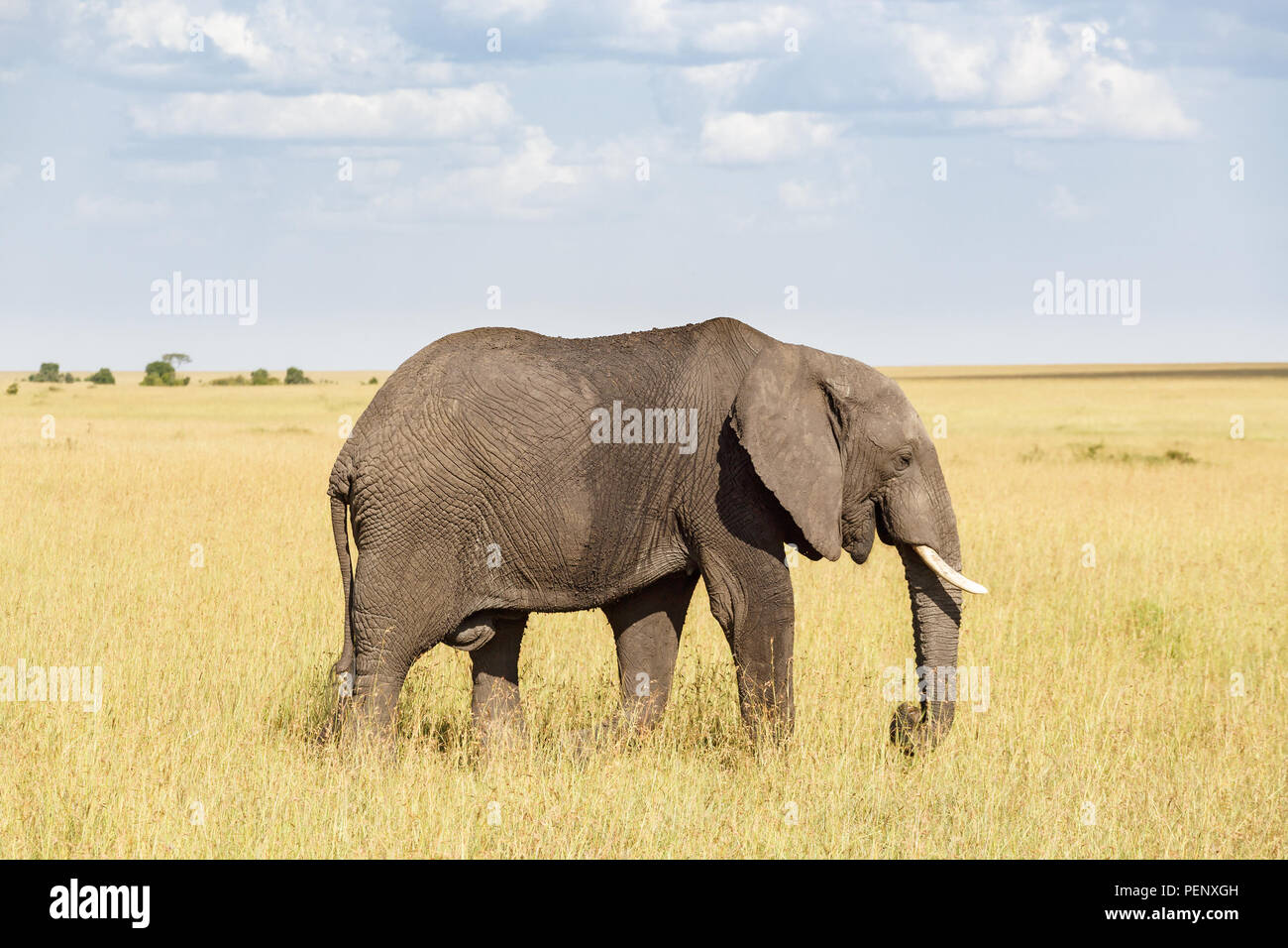 Elephants horizon hi-res stock photography and images - Alamy