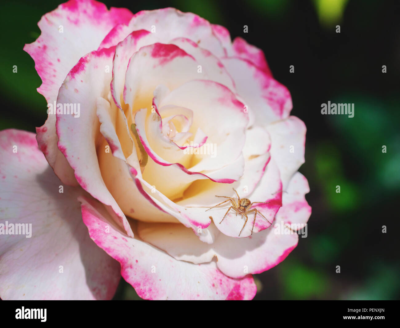 Spideronaflower hi-res stock photography and images - Alamy
