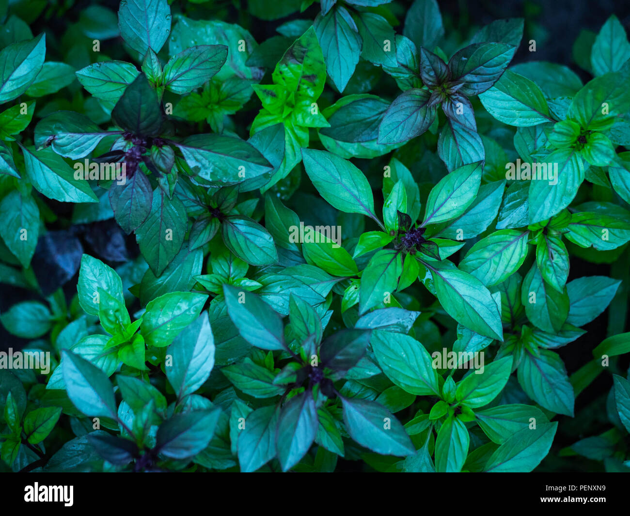 Kitchen Garden Plant High Resolution Stock Photography and Images - Alamy