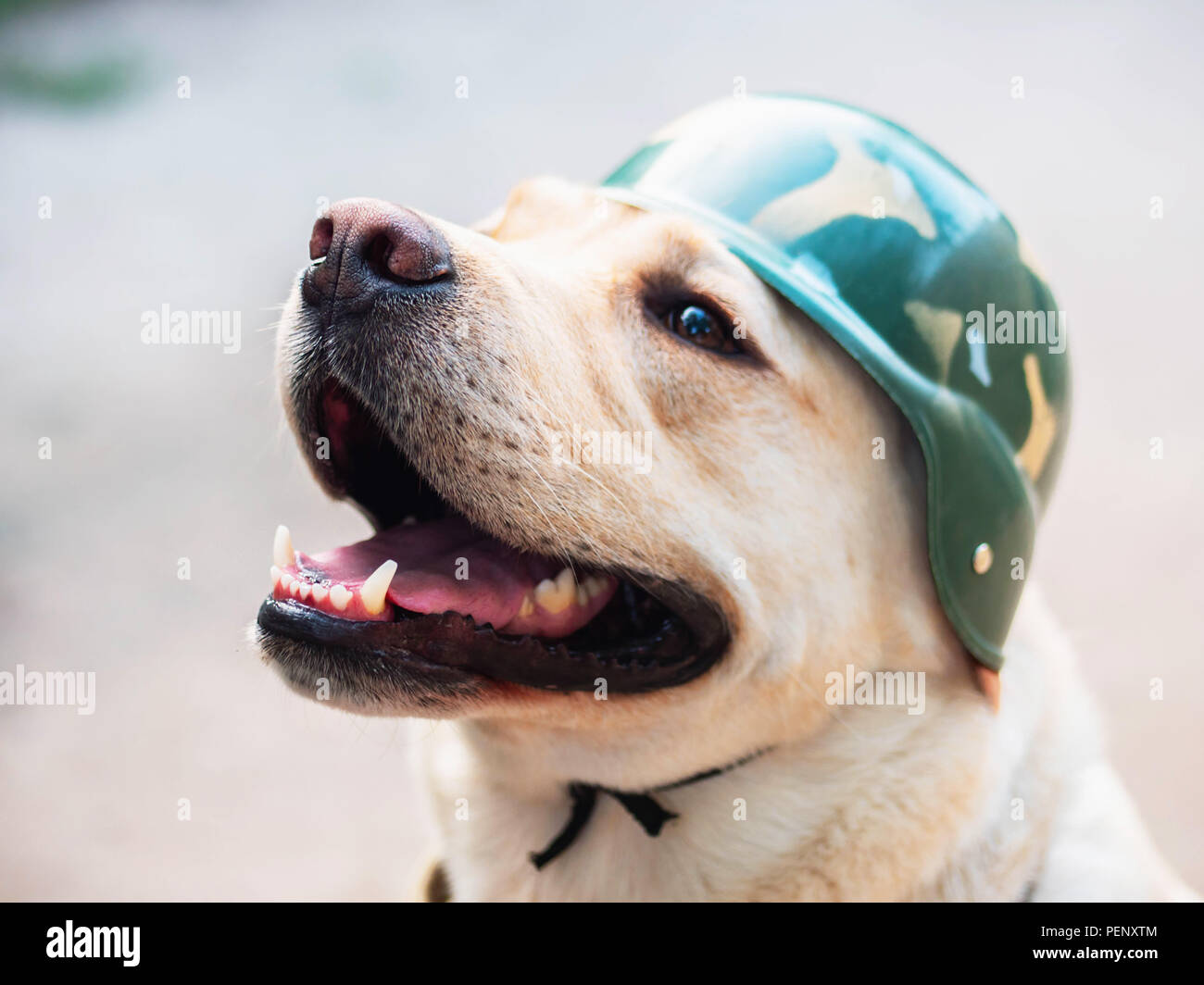 Beautiful adult golden labrador dog in military helmet. Doggy smiling ...