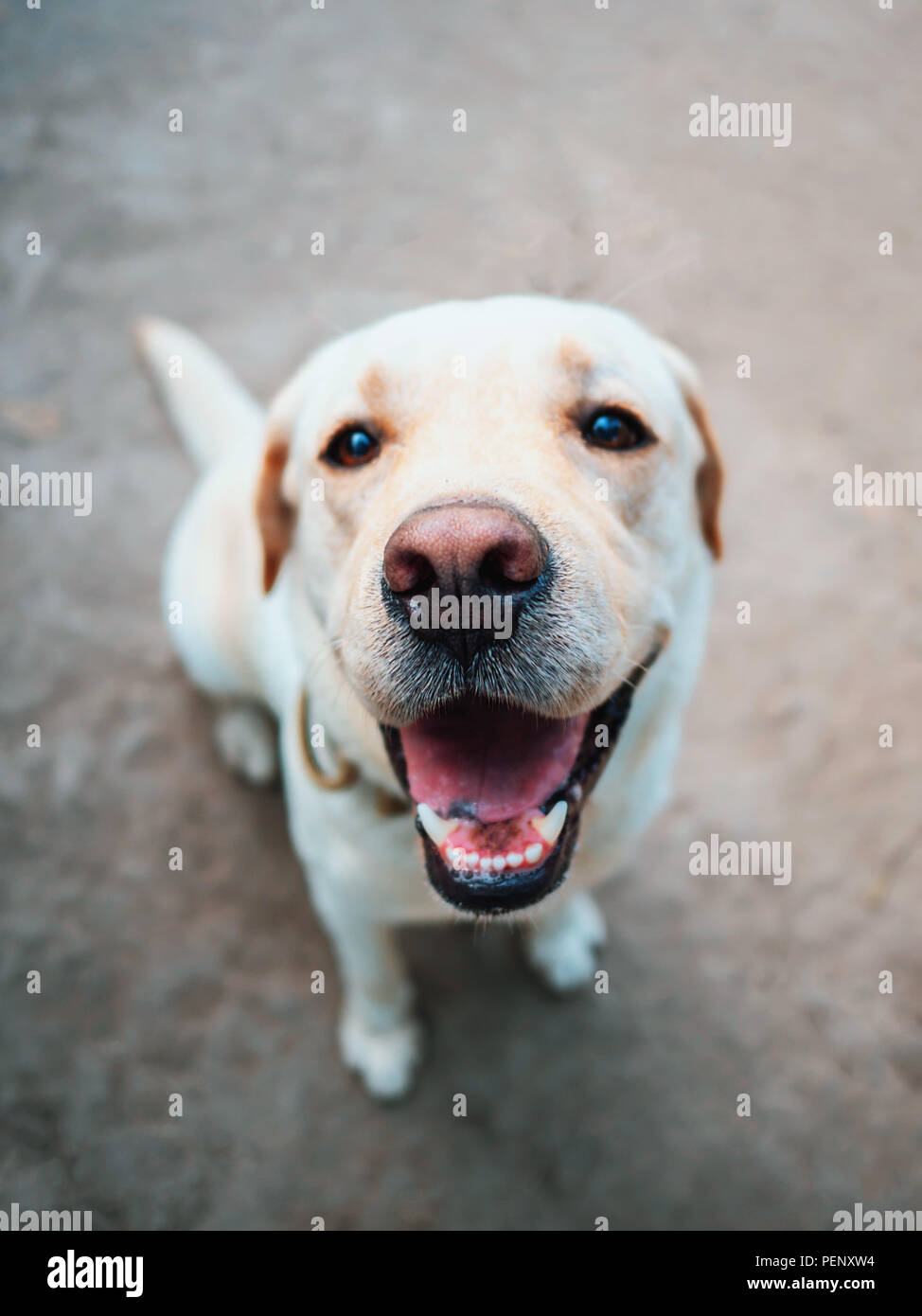 Beautiful adult golden labrador dog. Doggy smiling. He's feeling hot at ...