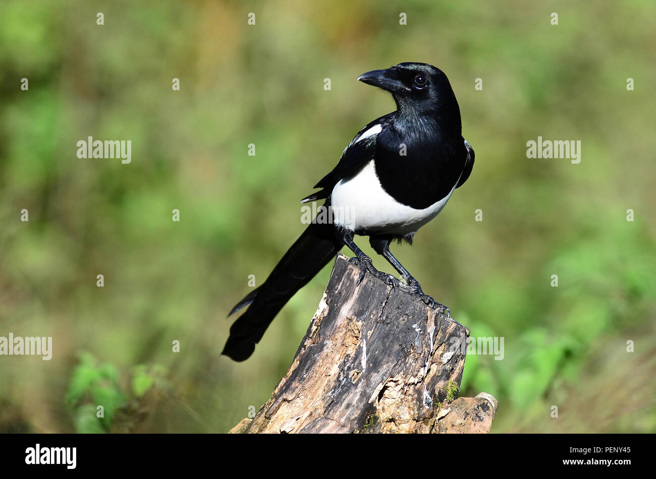 Magpie perched hi-res stock photography and images - Alamy
