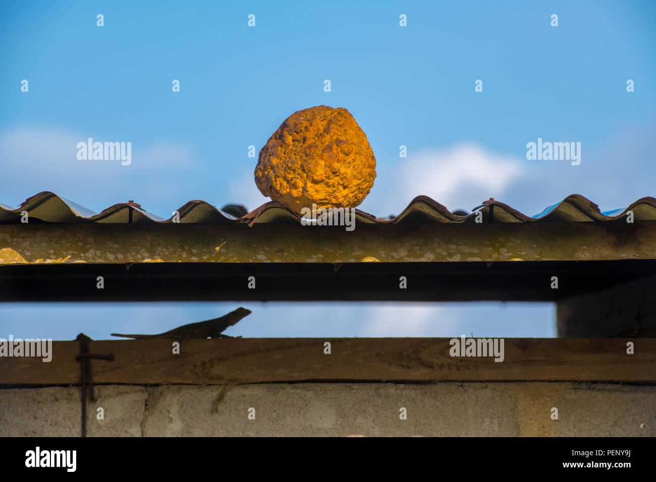 An Agama lizard rests in the shade under a roof topped by a cement rock ...
