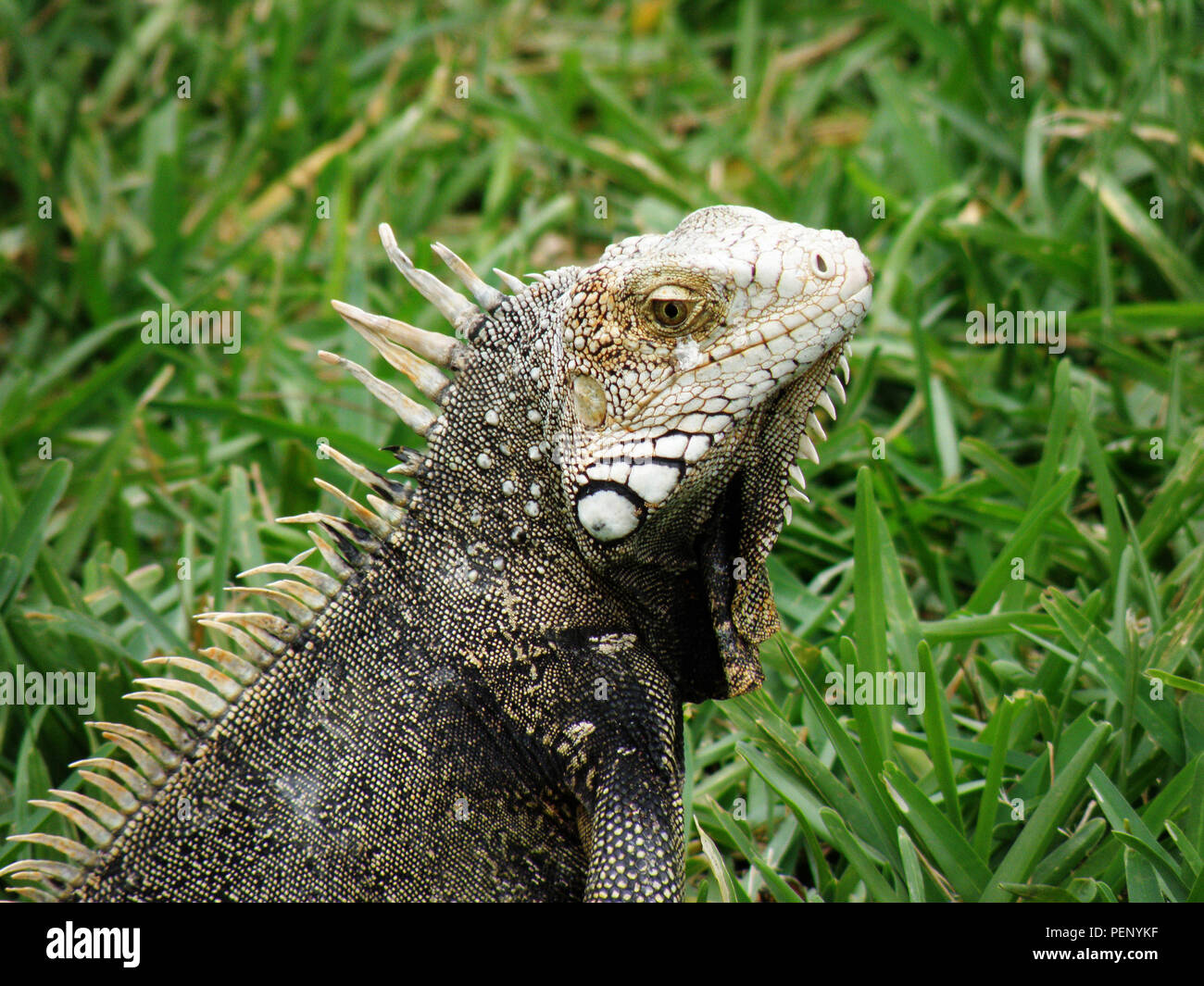 Horned iguana hi-res stock photography and images - Alamy