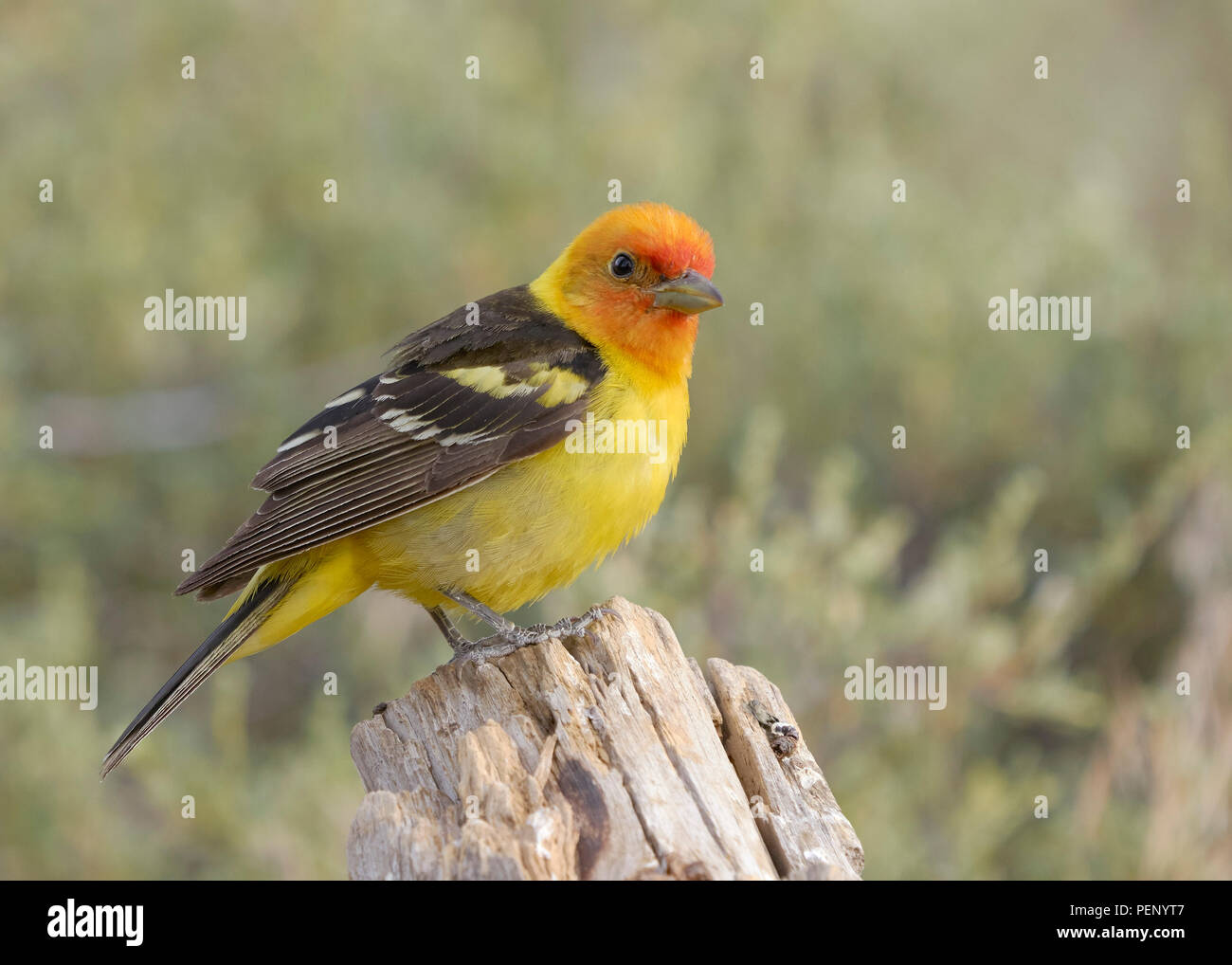 male Western Tanager (Piranga ludoviciana), Lake County Oregon Stock ...