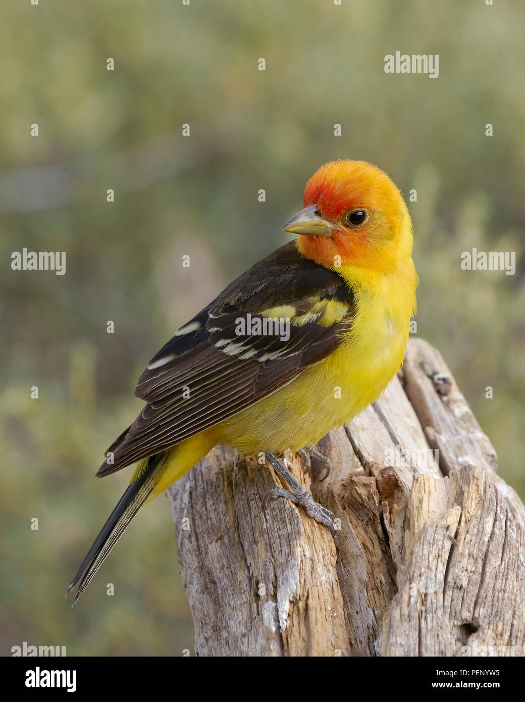 male Western Tanager (Piranga ludoviciana), Lake County Oregon Stock ...
