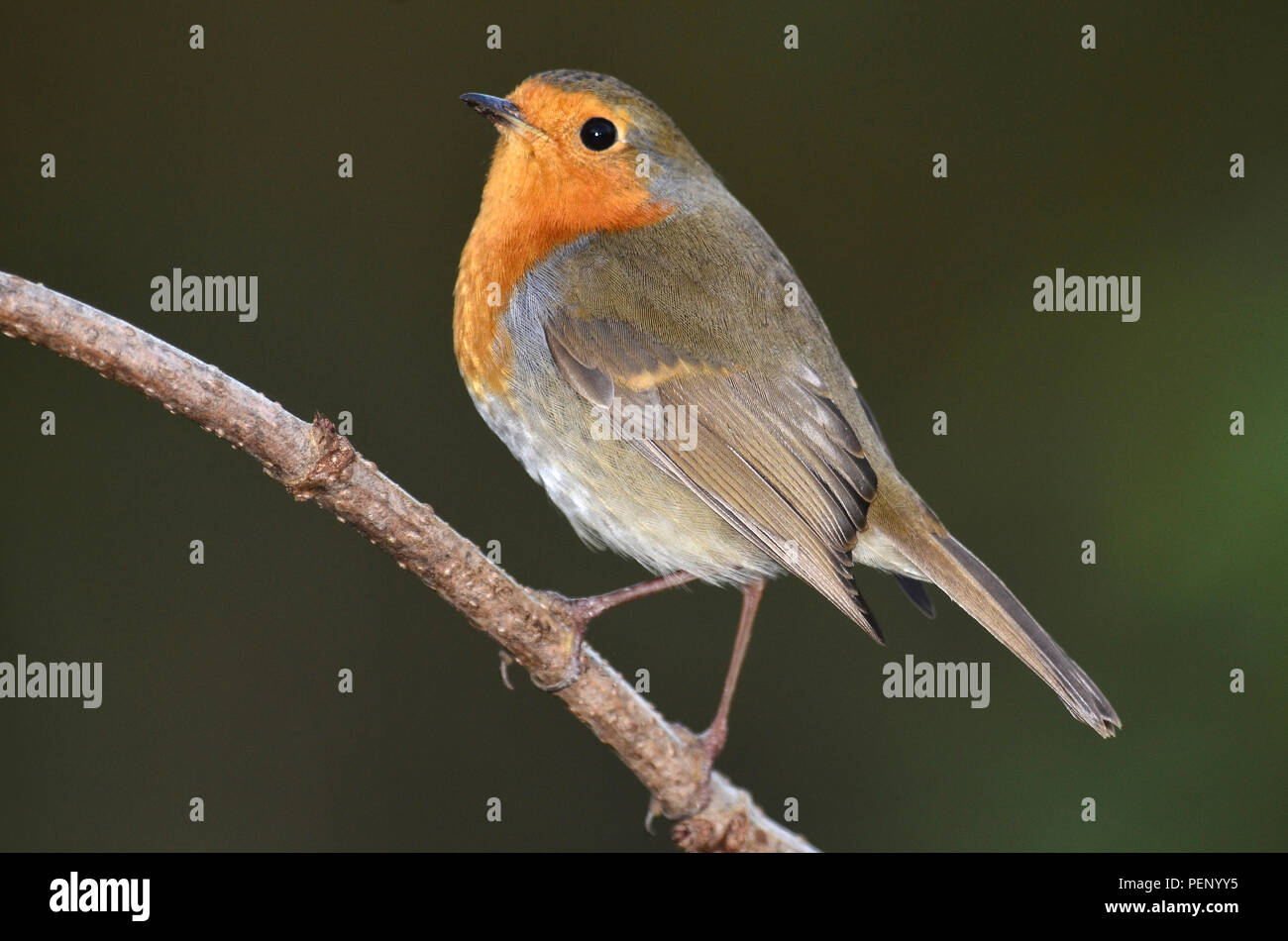 Native robin redbreast hi-res stock photography and images - Alamy