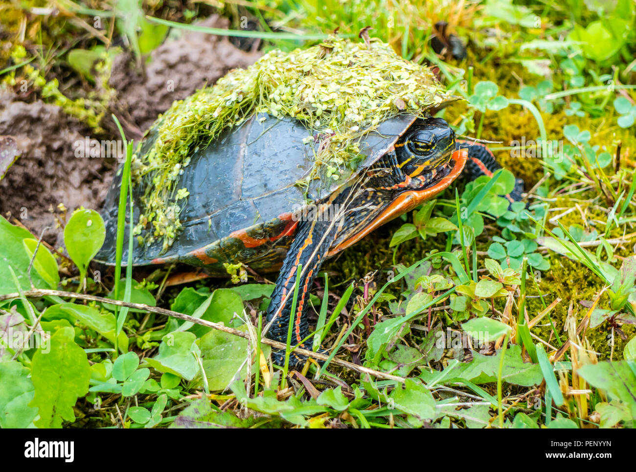 Painted wood turtle hi-res stock photography and images - Alamy