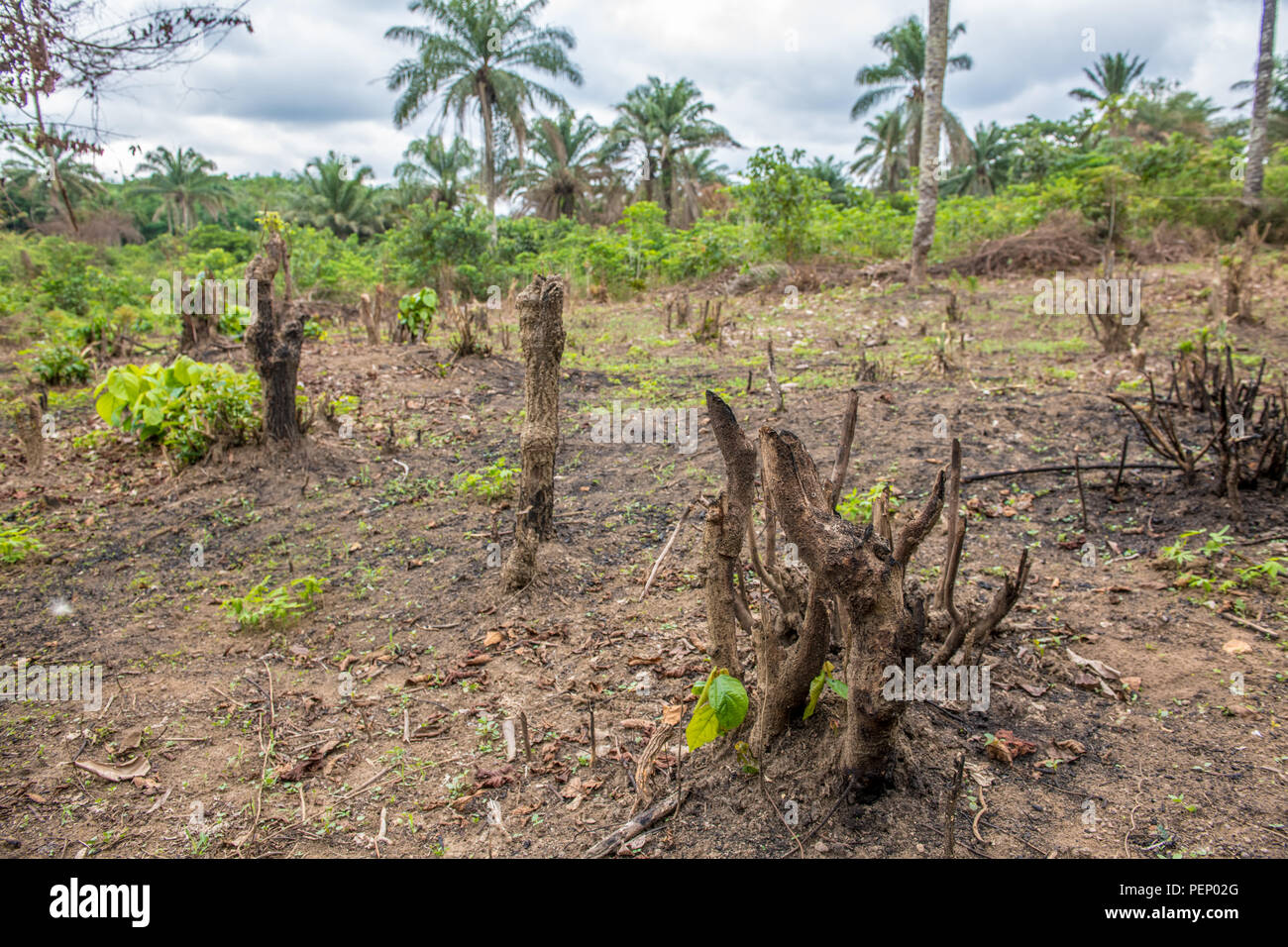 Slash and burn agriculture africa hi-res stock photography and images ...