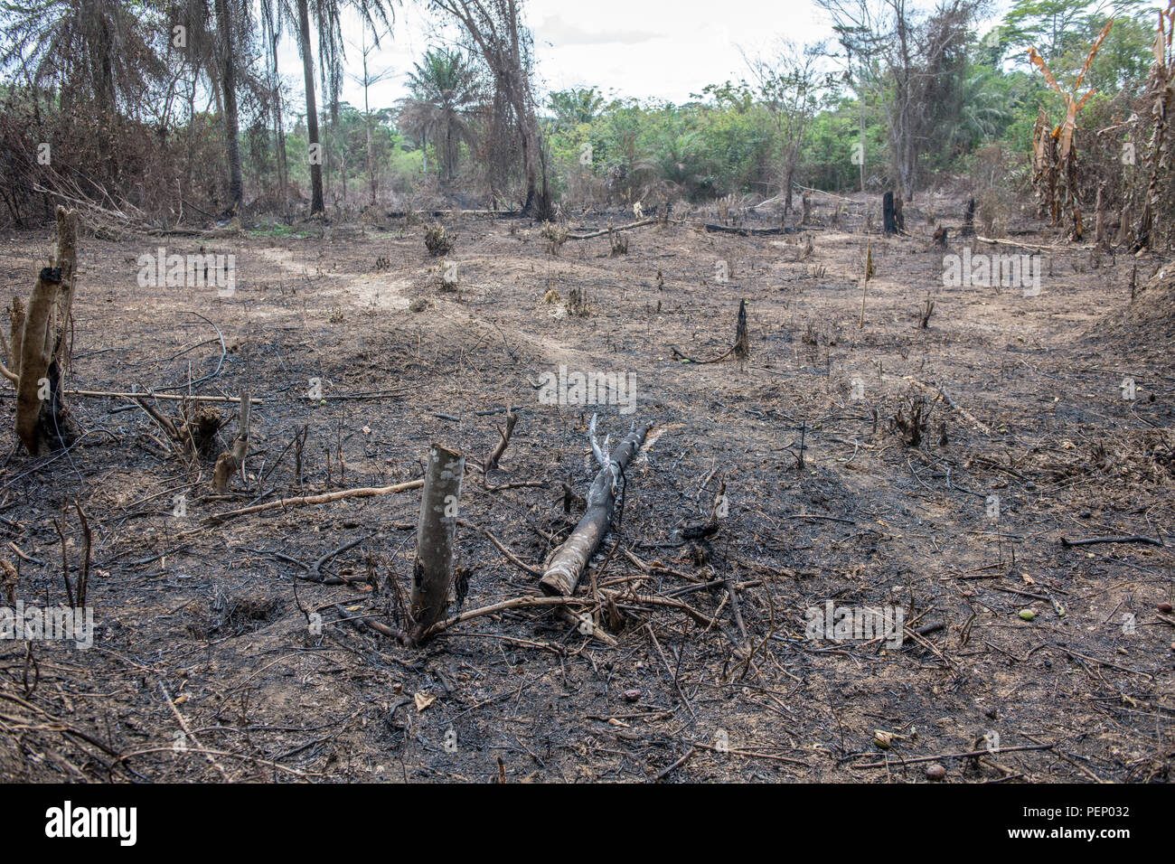 Tree slashed and burned for agricultural purposes in Ganta, Liberia ...