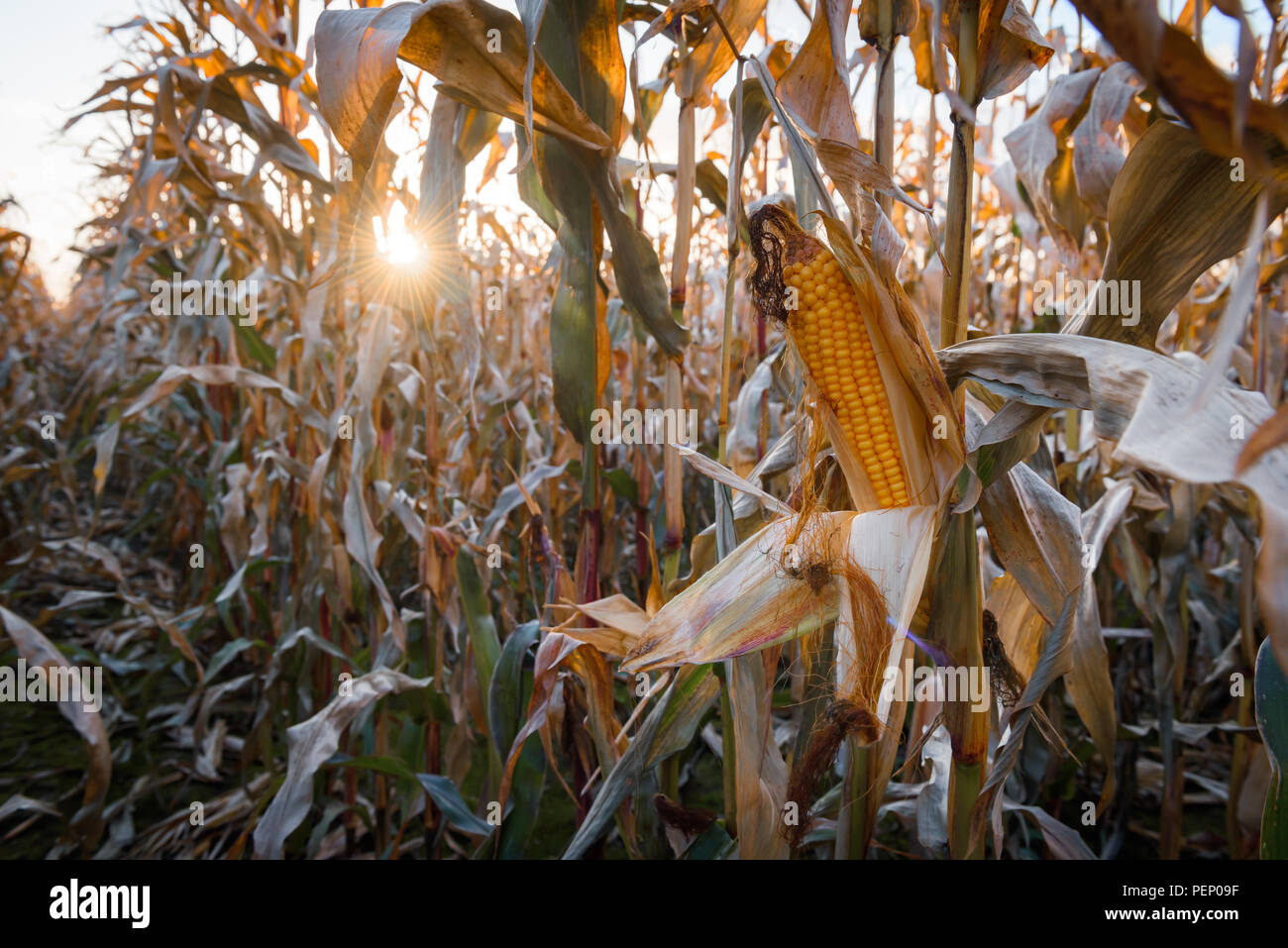 Corn field on farm land hi-res stock photography and images - Alamy