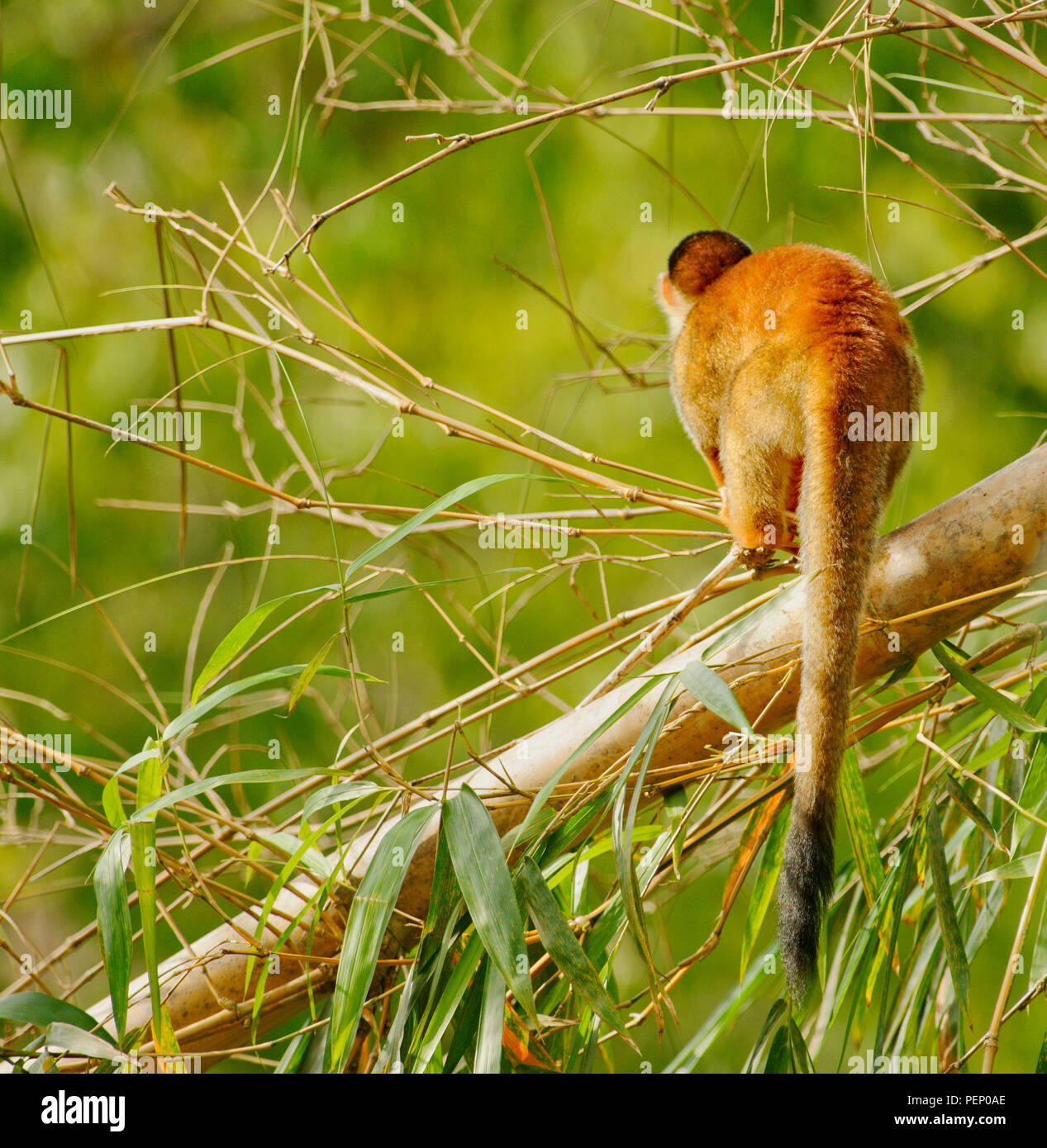 Black Crowned Central American Squirrel Monkey High Resolution Stock ...