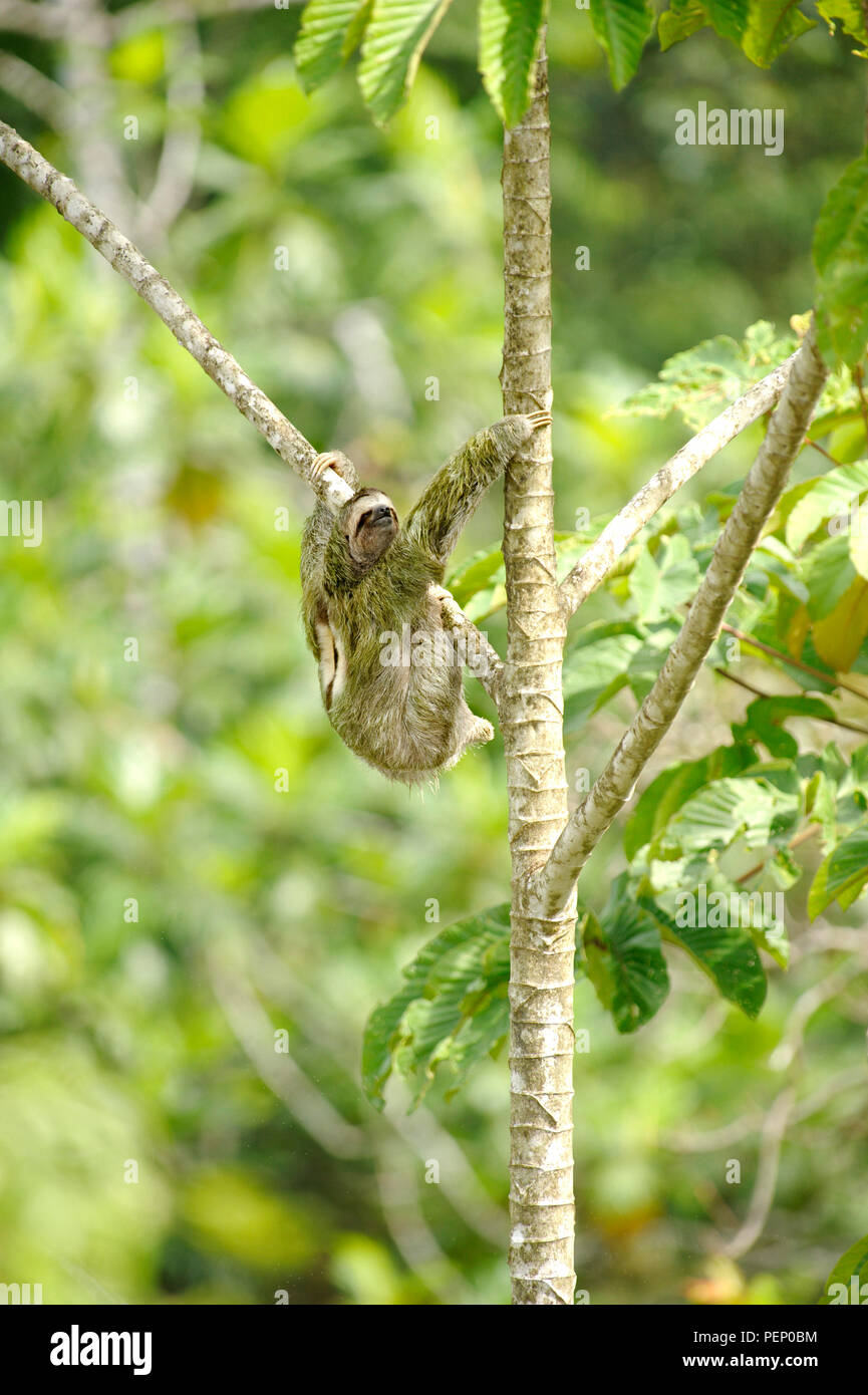 Three-toed Sloth, Tiskita Rain Forest, Costa Rica Stock Photo - Alamy
