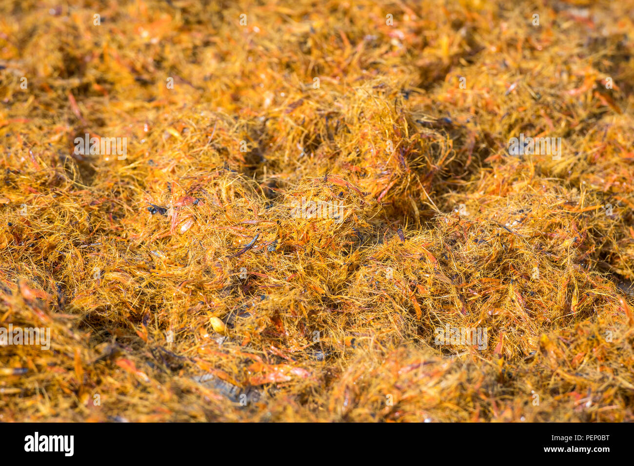 Ganta hi-res stock photography and images - Alamy