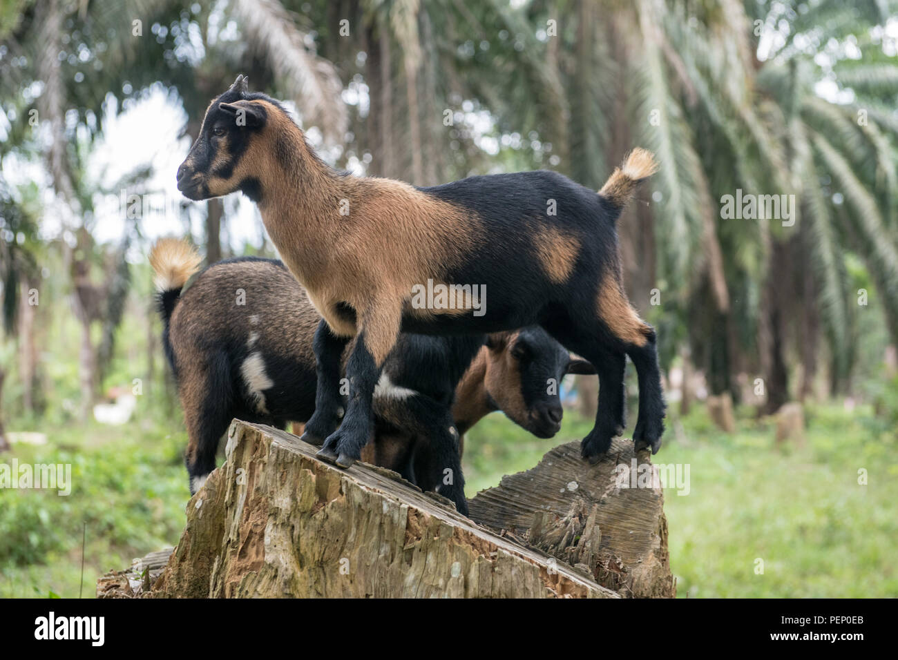 Goats (Capra aegagrus hircus) play on tree stumps in Ganta, Liberia ...