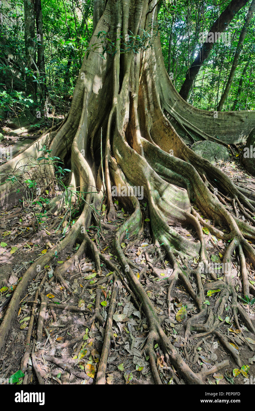 Fig Ficus Parasite High Resolution Stock Photography and Images - Alamy