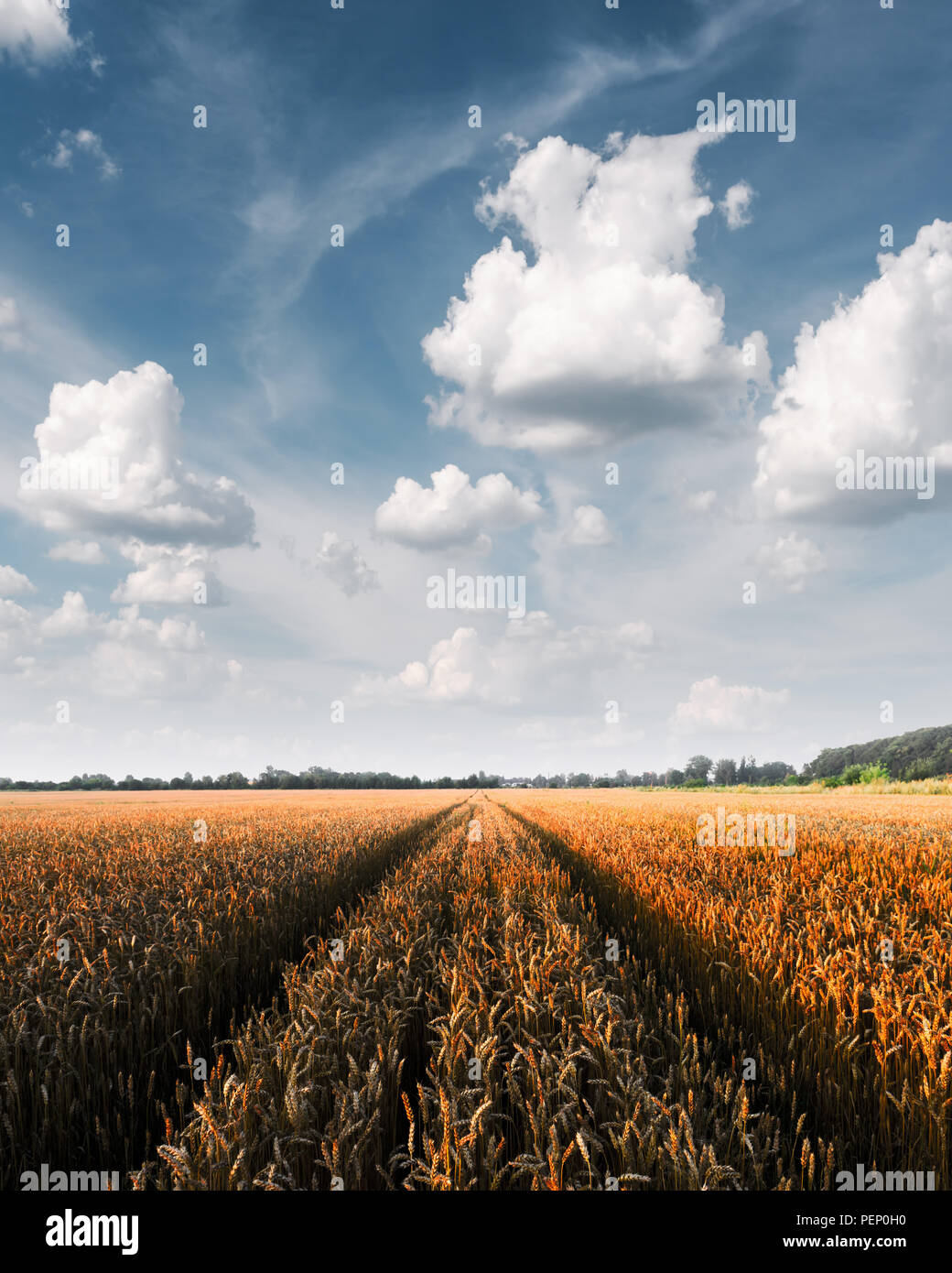 Grain ripe for harvest hi-res stock photography and images - Alamy