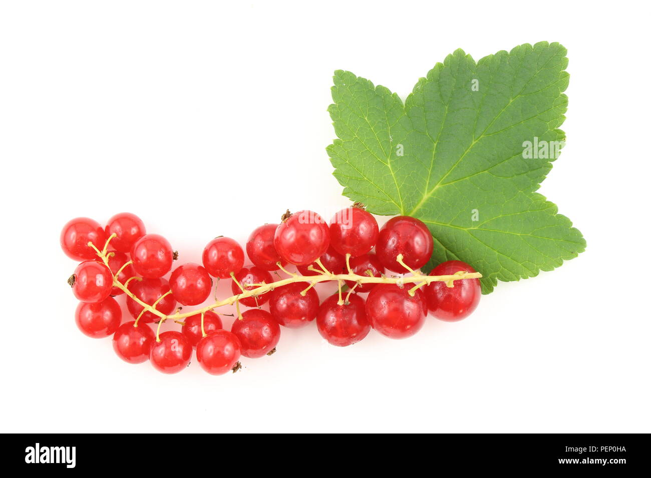 composition of fresh red currant fruits isolated on a white background ...