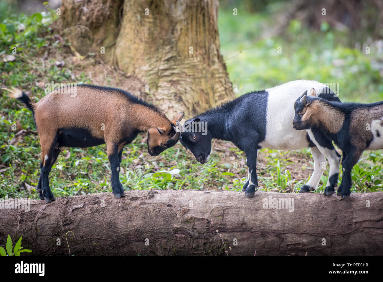 Youth goats hi-res stock photography and images - Alamy