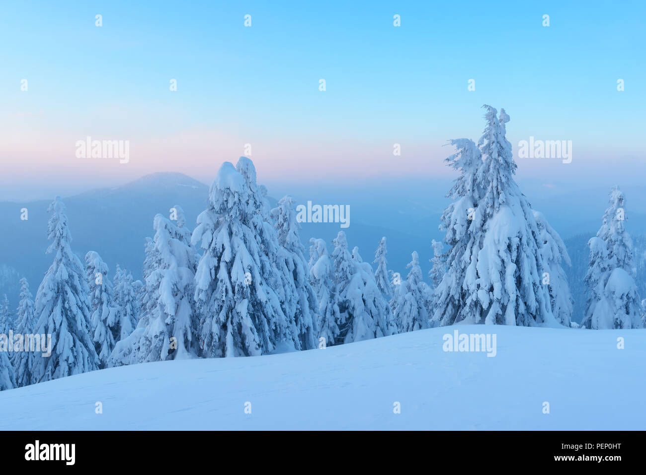 Dramatic wintry scene with snowy trees Stock Photo - Alamy