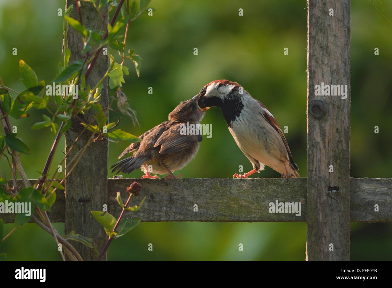 Young sparrow garden hi-res stock photography and images - Alamy