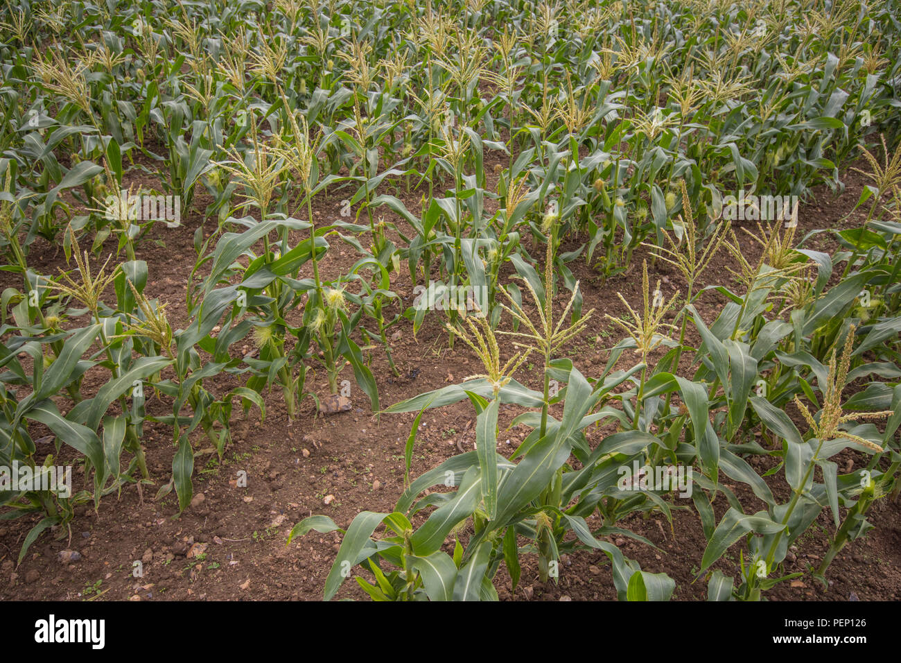 Domesticated corn hi-res stock photography and images - Alamy