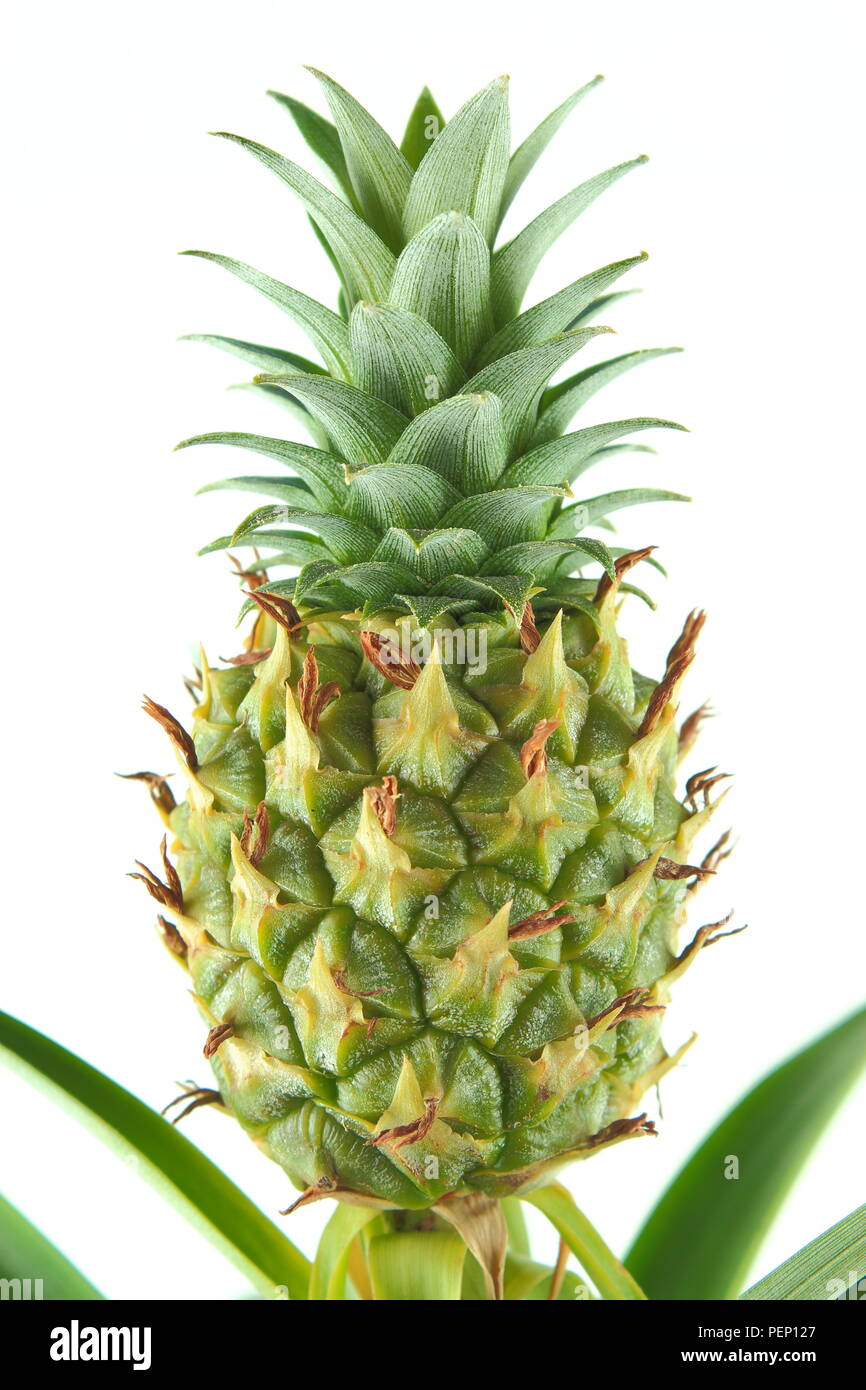 fresh pineapple fruit on a pineapple plant (Ananas comosus) in closeup ...