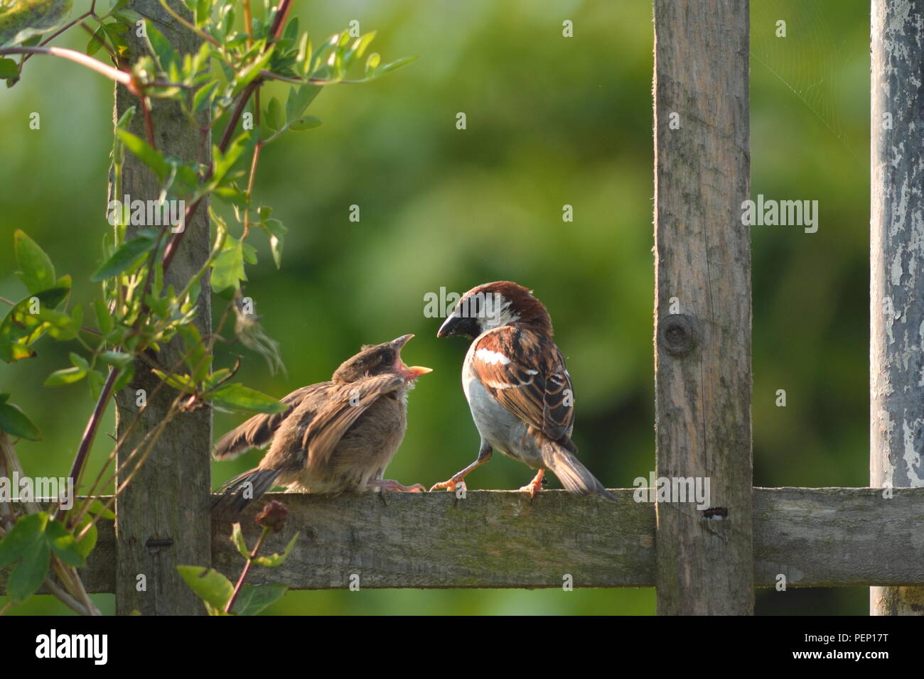 Young sparrow garden hi-res stock photography and images - Alamy