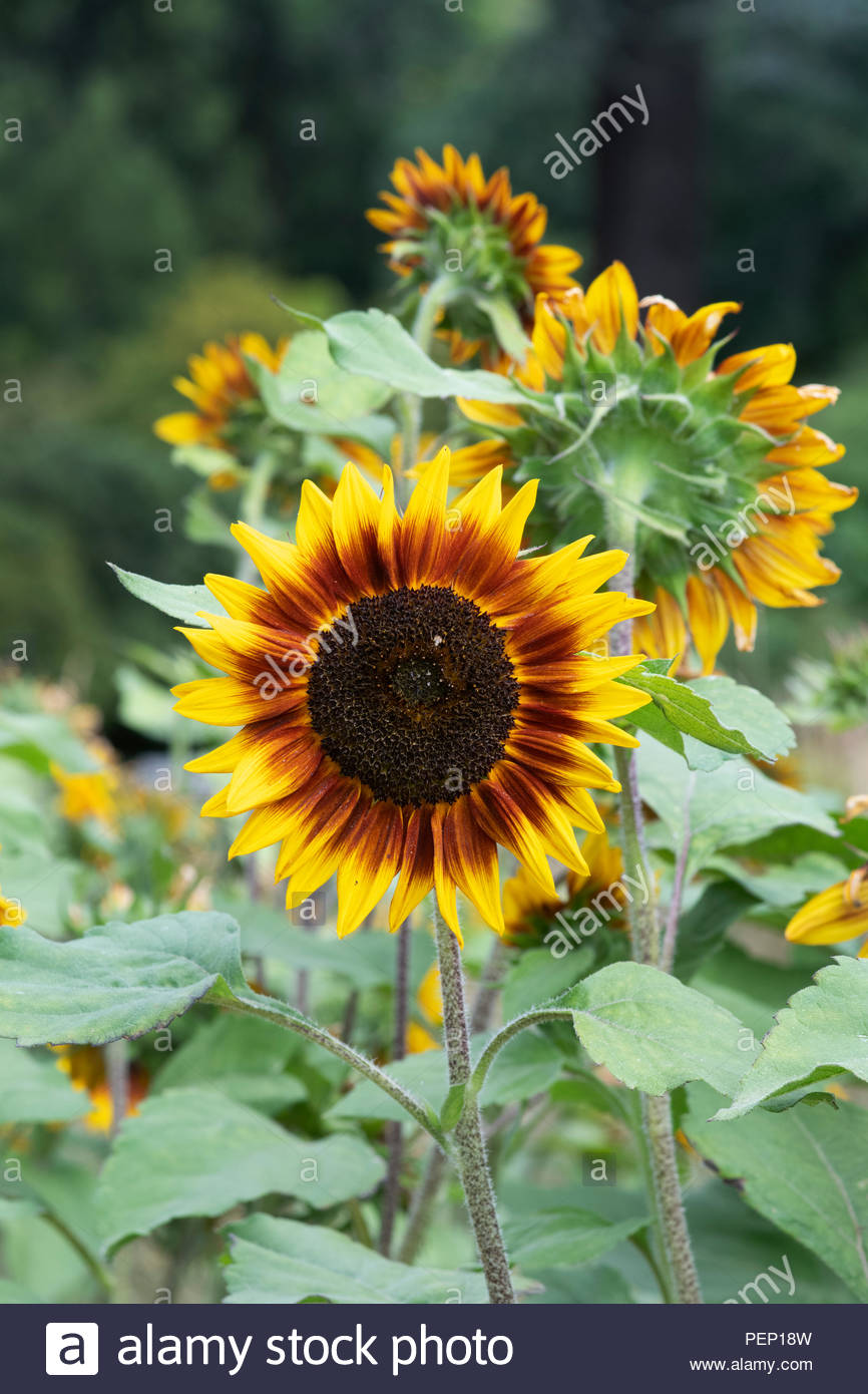 Ring Of Fire Stock Photos & Ring Of Fire Stock Images - Alamy